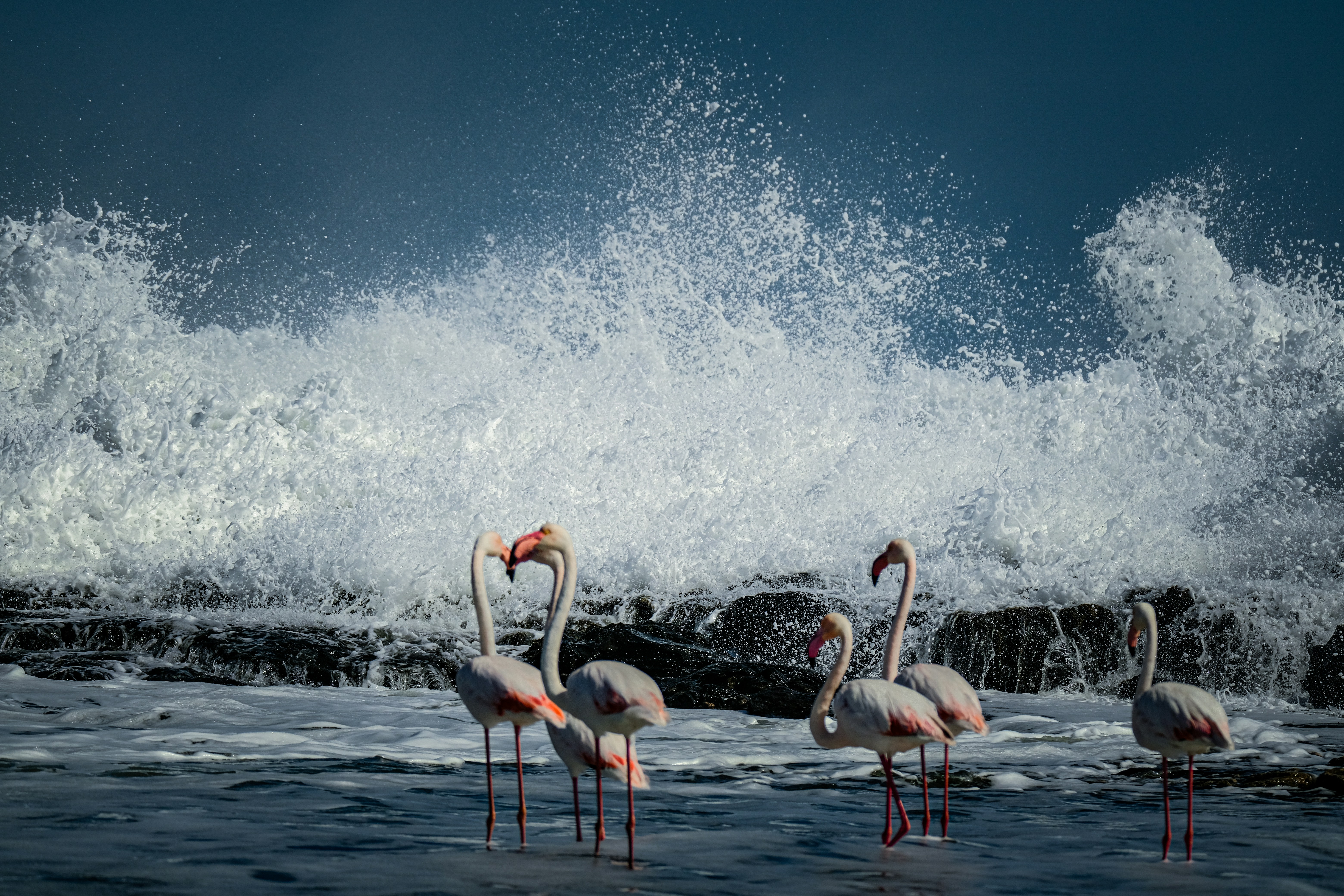 Flamingo Quartet at the Cresting Wave