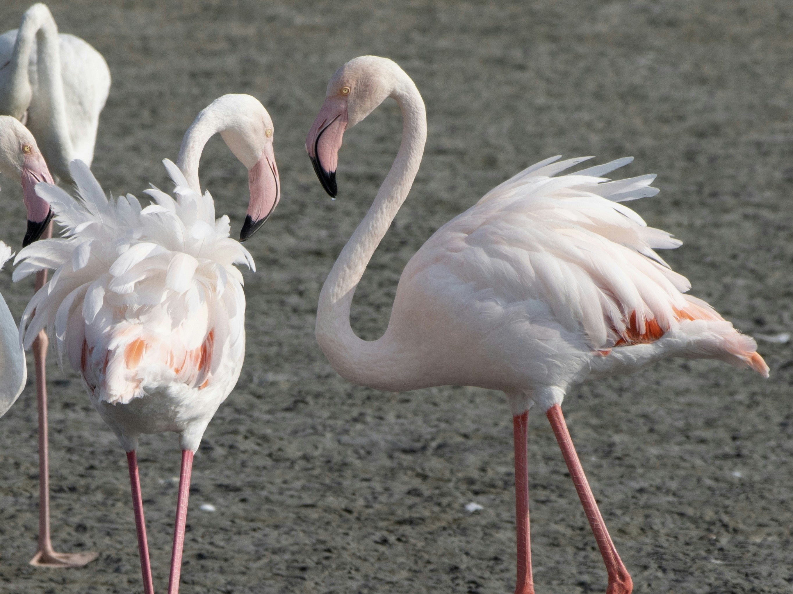 Arched-Neck Flamingo Quartet on a Pebbled Shore