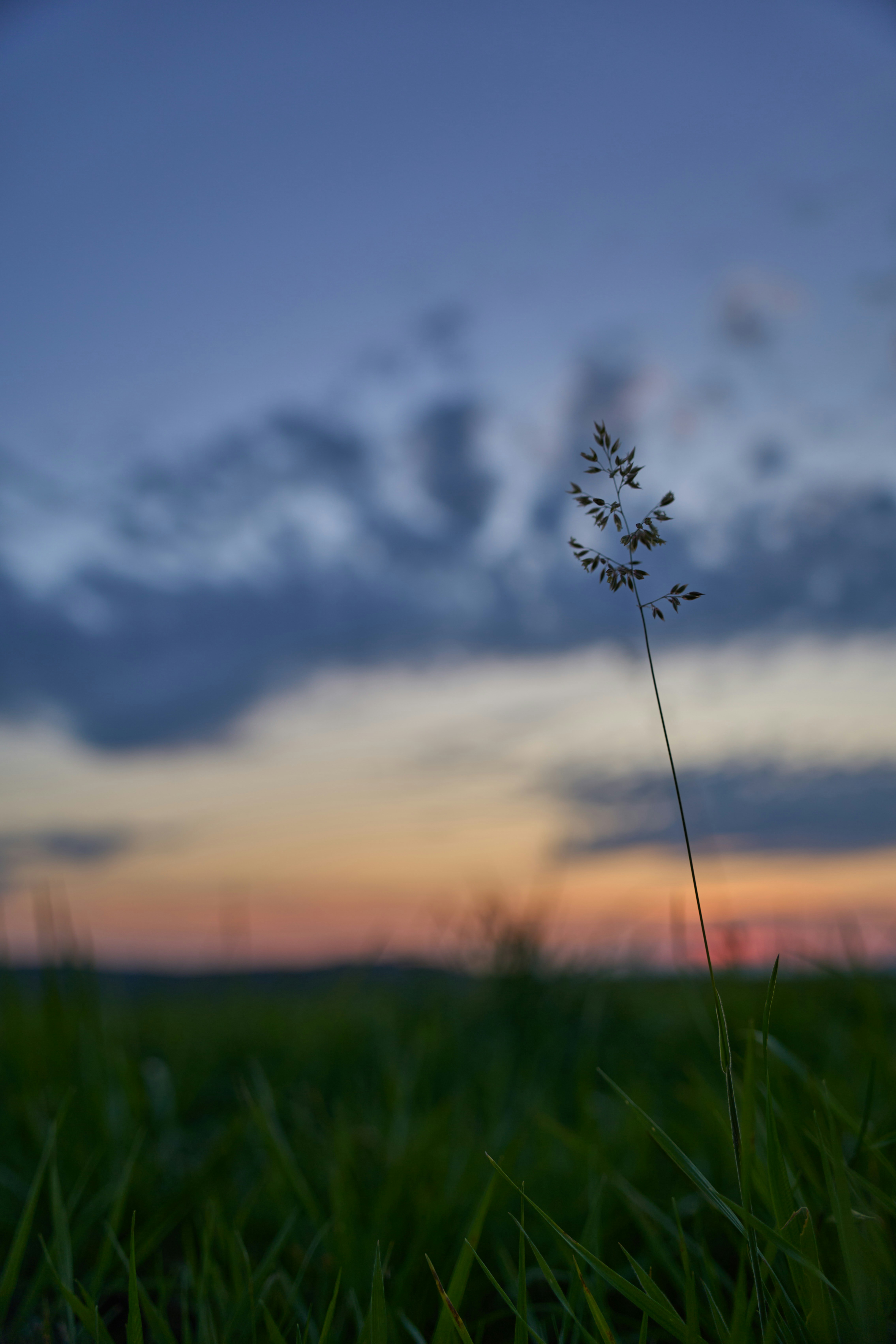 A lone plant in the middle of a grassy field photo – Free Grass Image ...