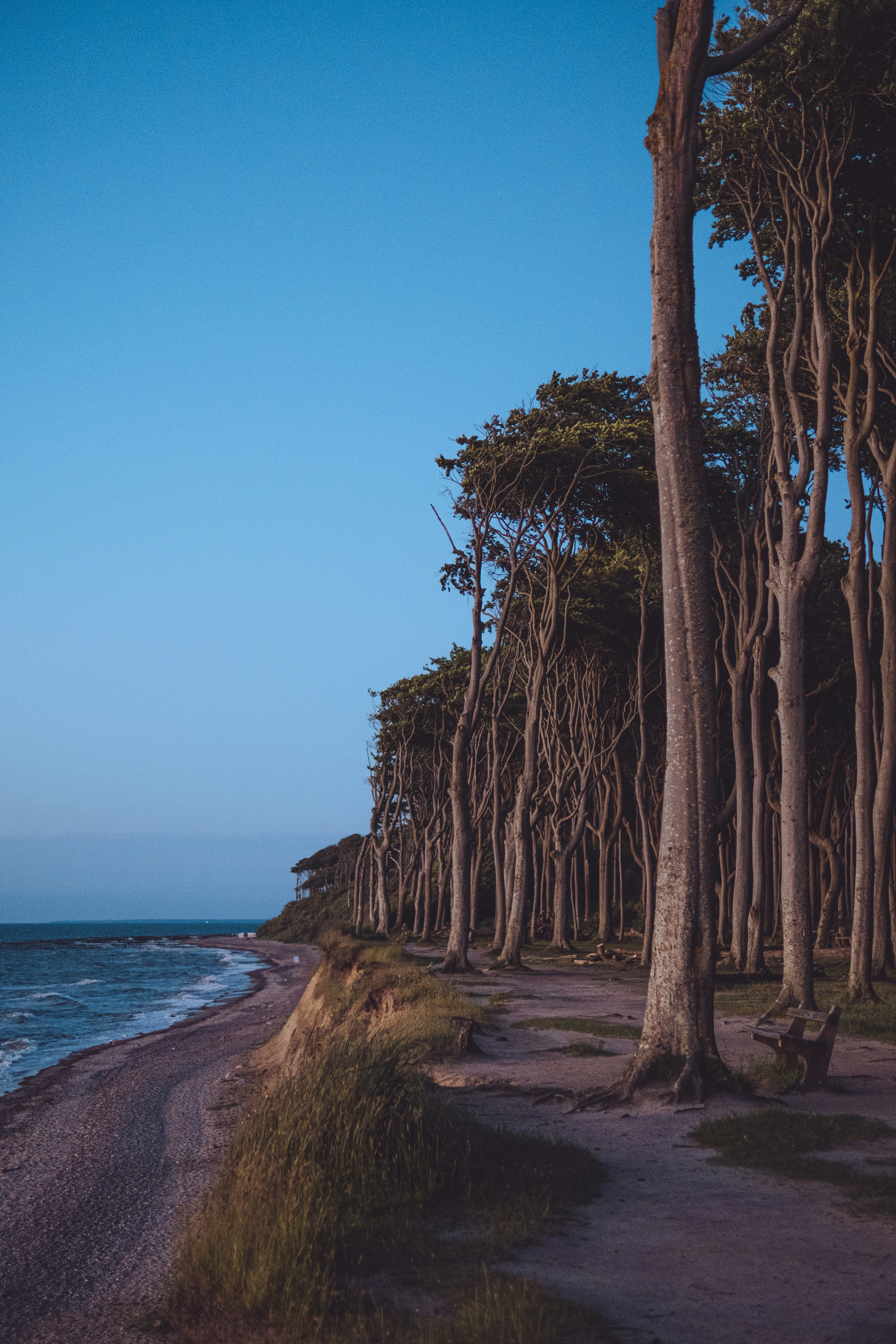 A view of a beach with trees and the ocean in the background photo ...