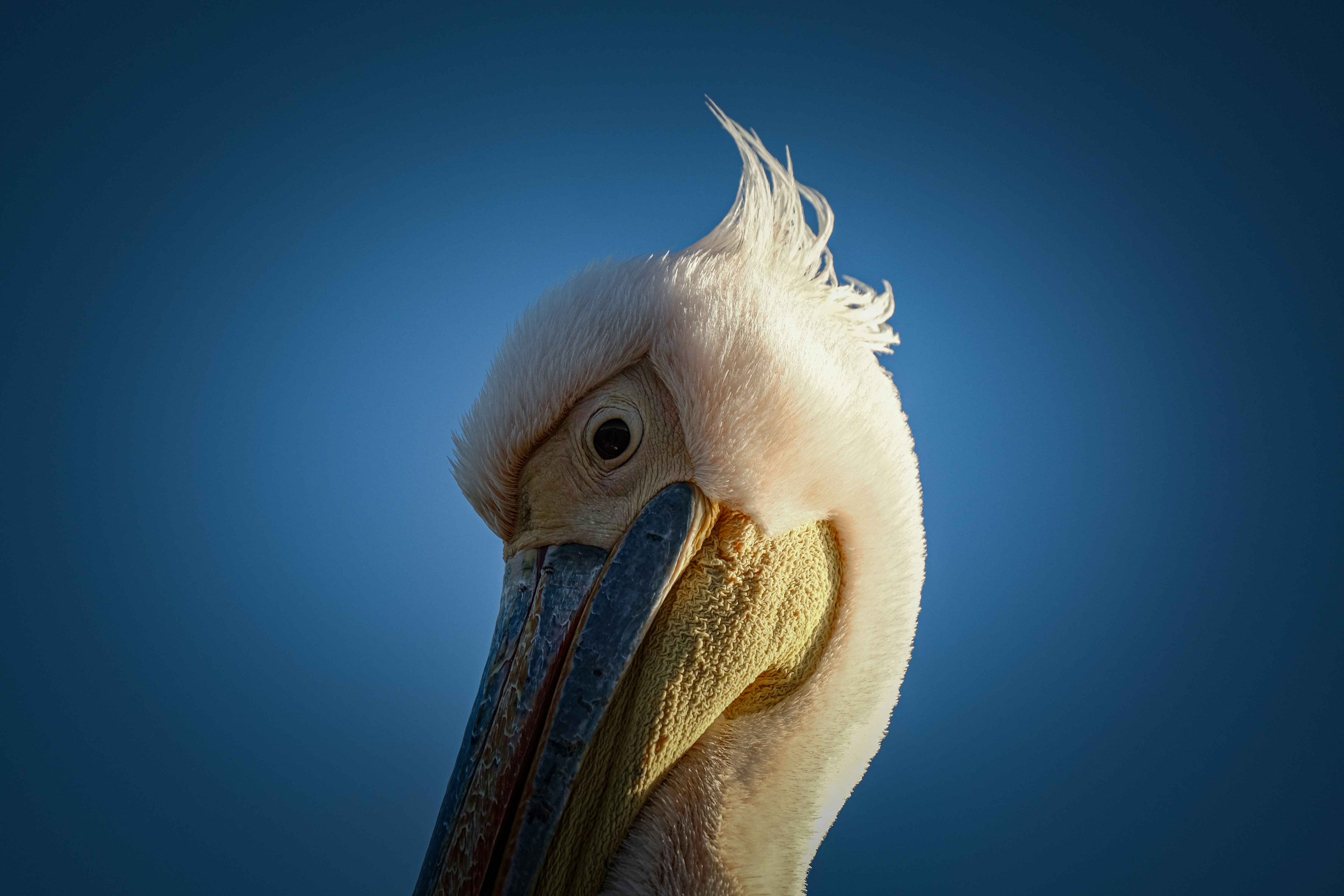 Indigo Gaze: A Pelican's Intimate Head Portrait