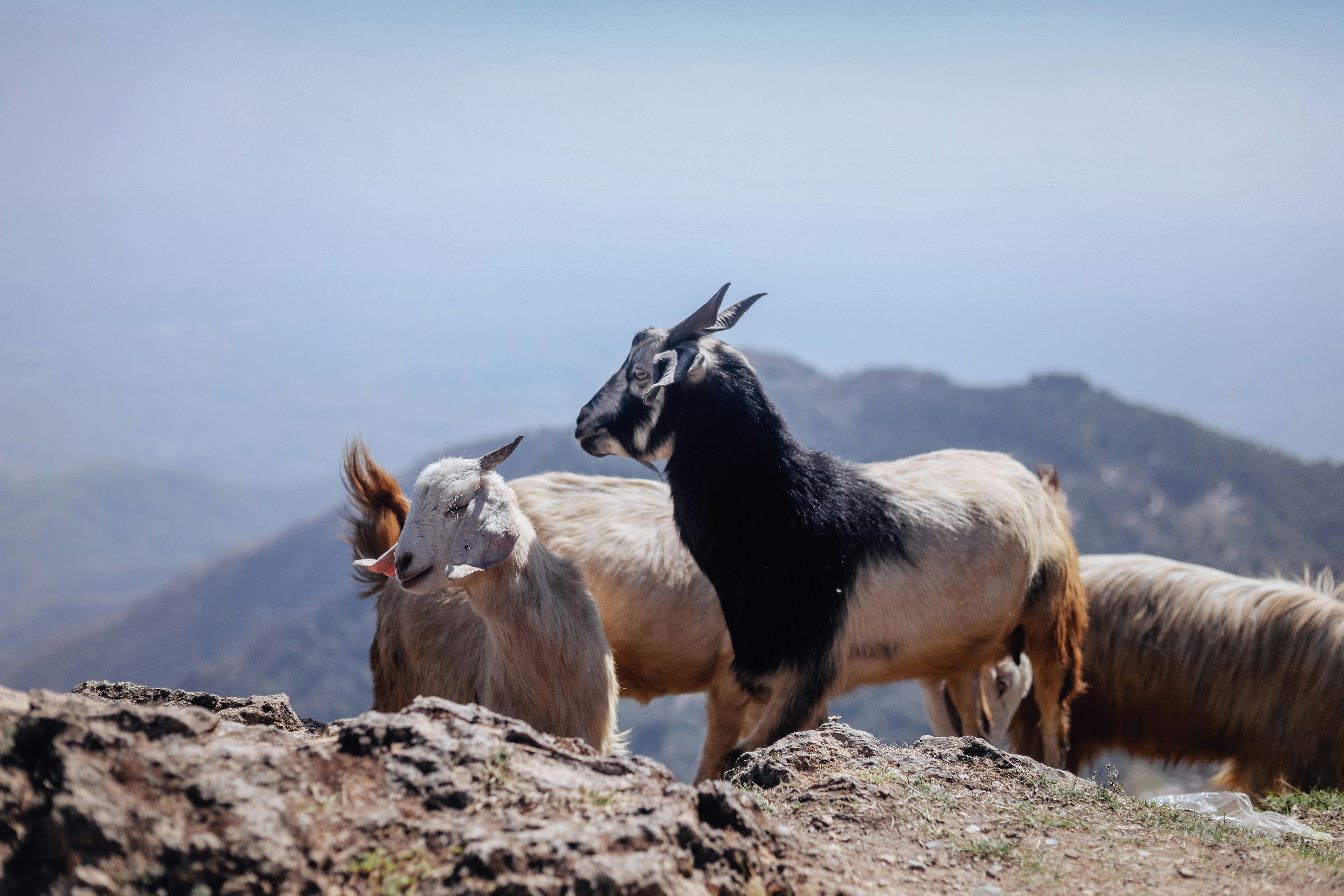Ridge-Guardians: A Black-and-White Goat Stands Amid Rugged Peaks
