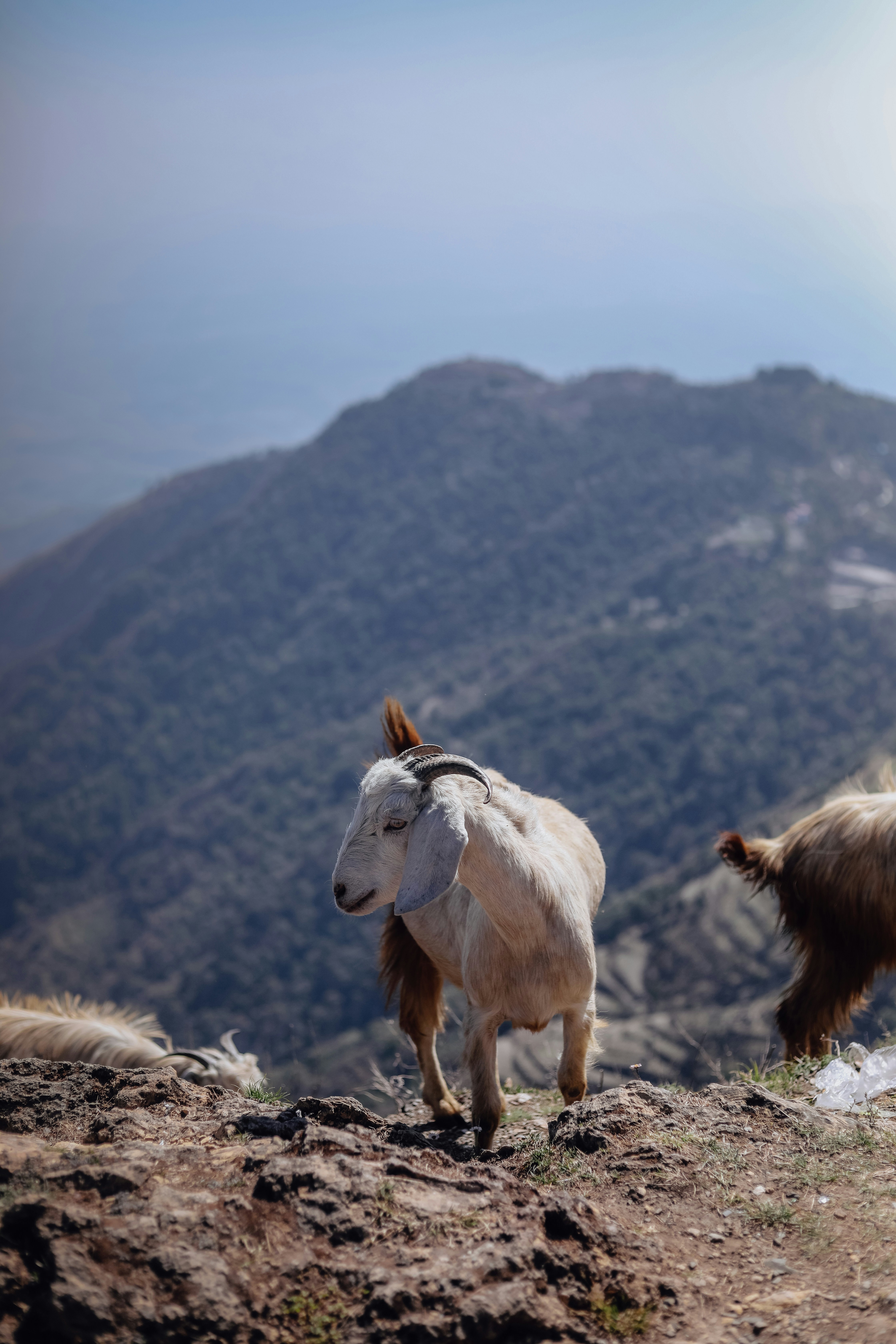 Windward Watcher on a Crag: A Mountain Goat Above the Sea-Lined Ridge