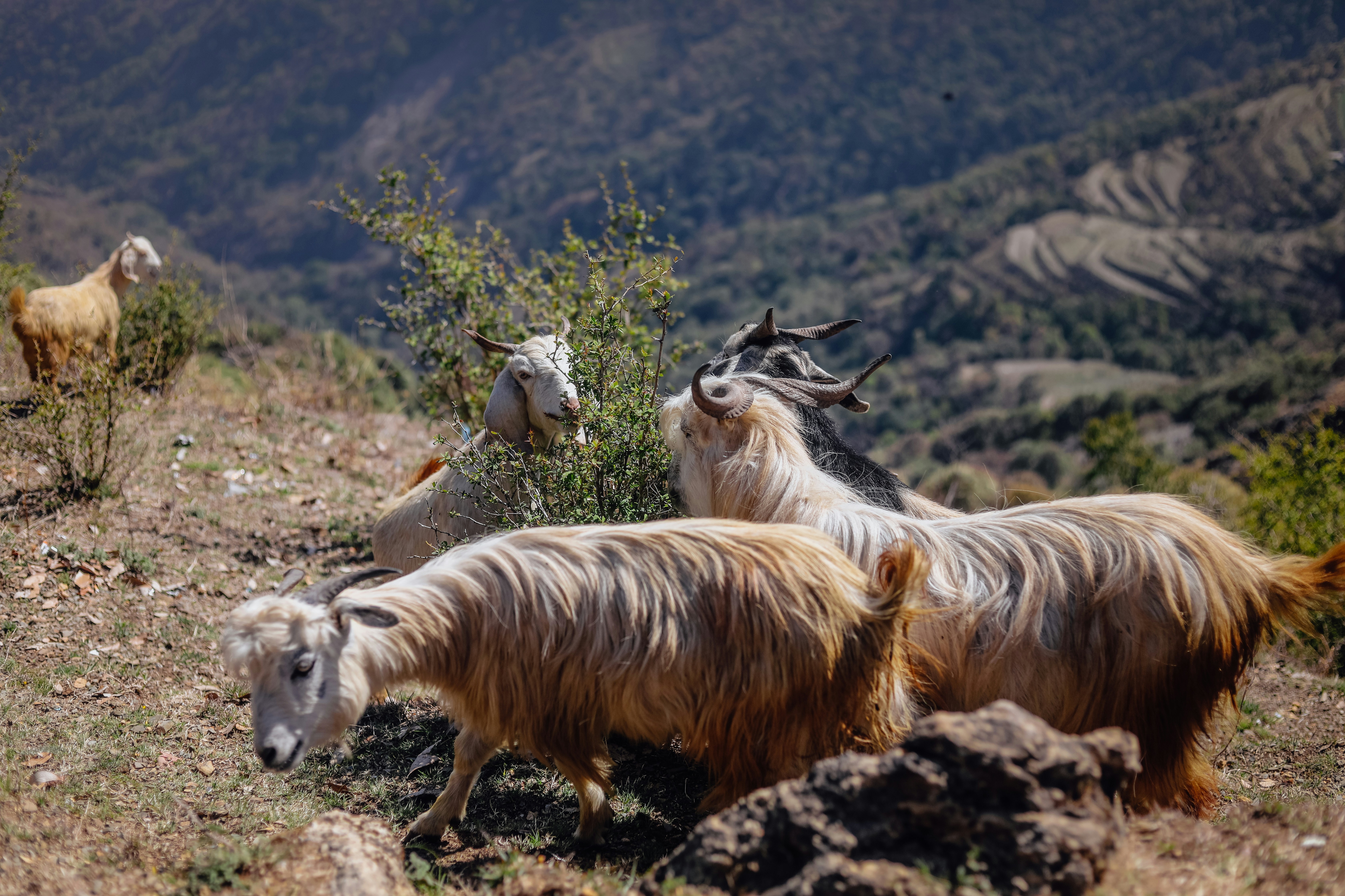 Ridge-Top Herd: Long-Haired Goats Navigate a Sunlit Rocky Slope