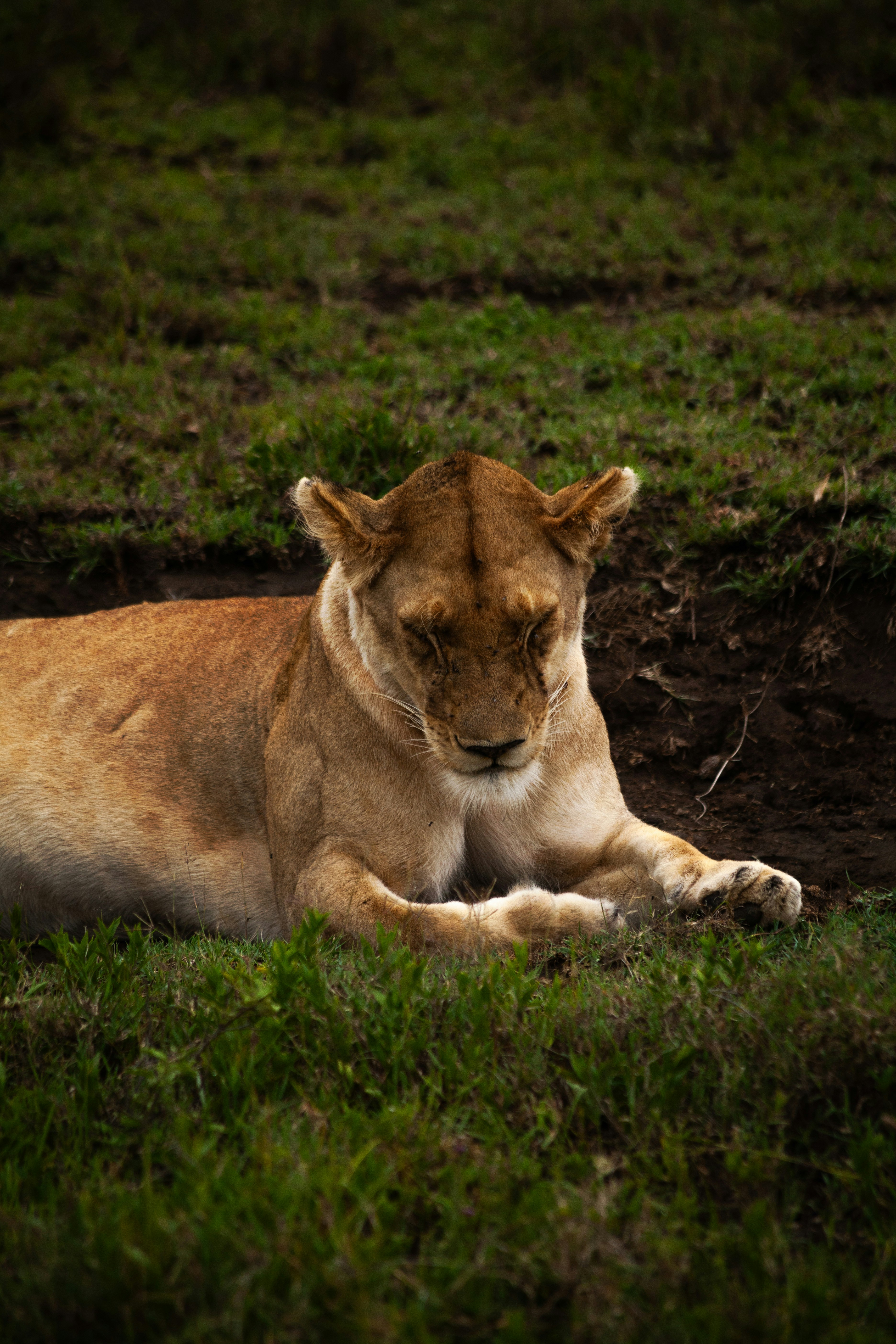 A lion laying on the ground in the grass photo – Free Serengeti Image ...