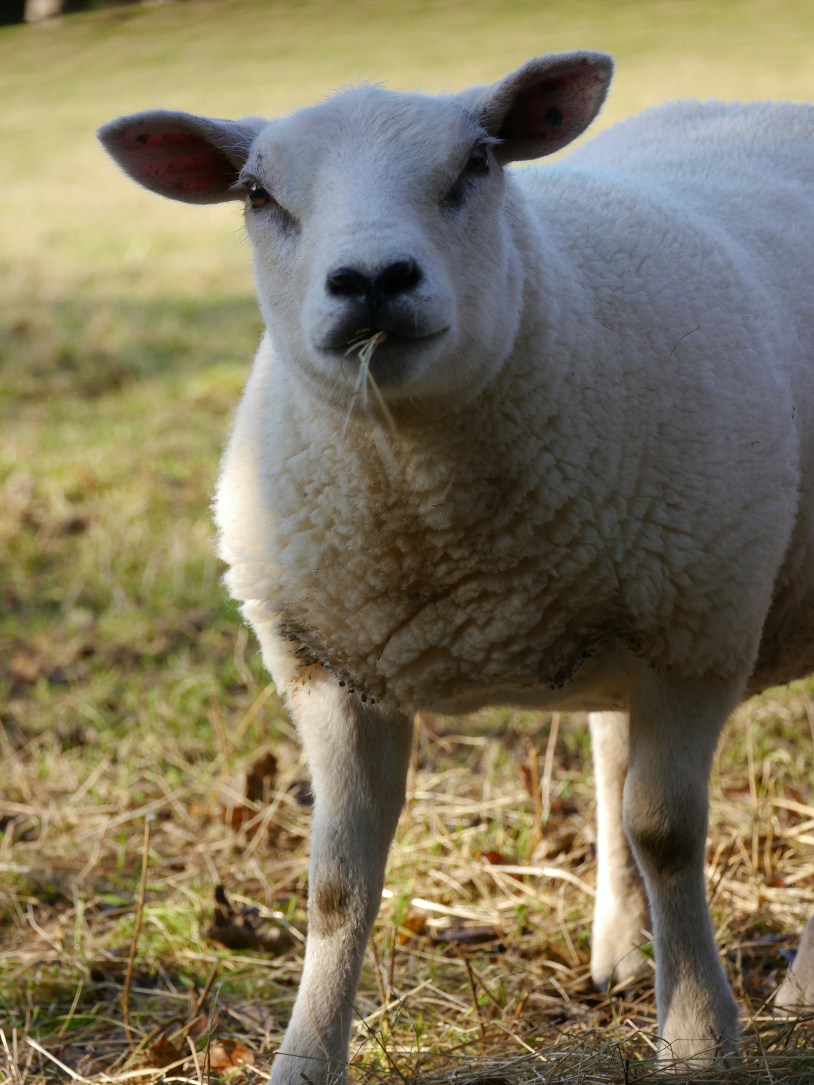 Pasture Portrait: A White Sheep Locks Eyes in Sunlit Grass