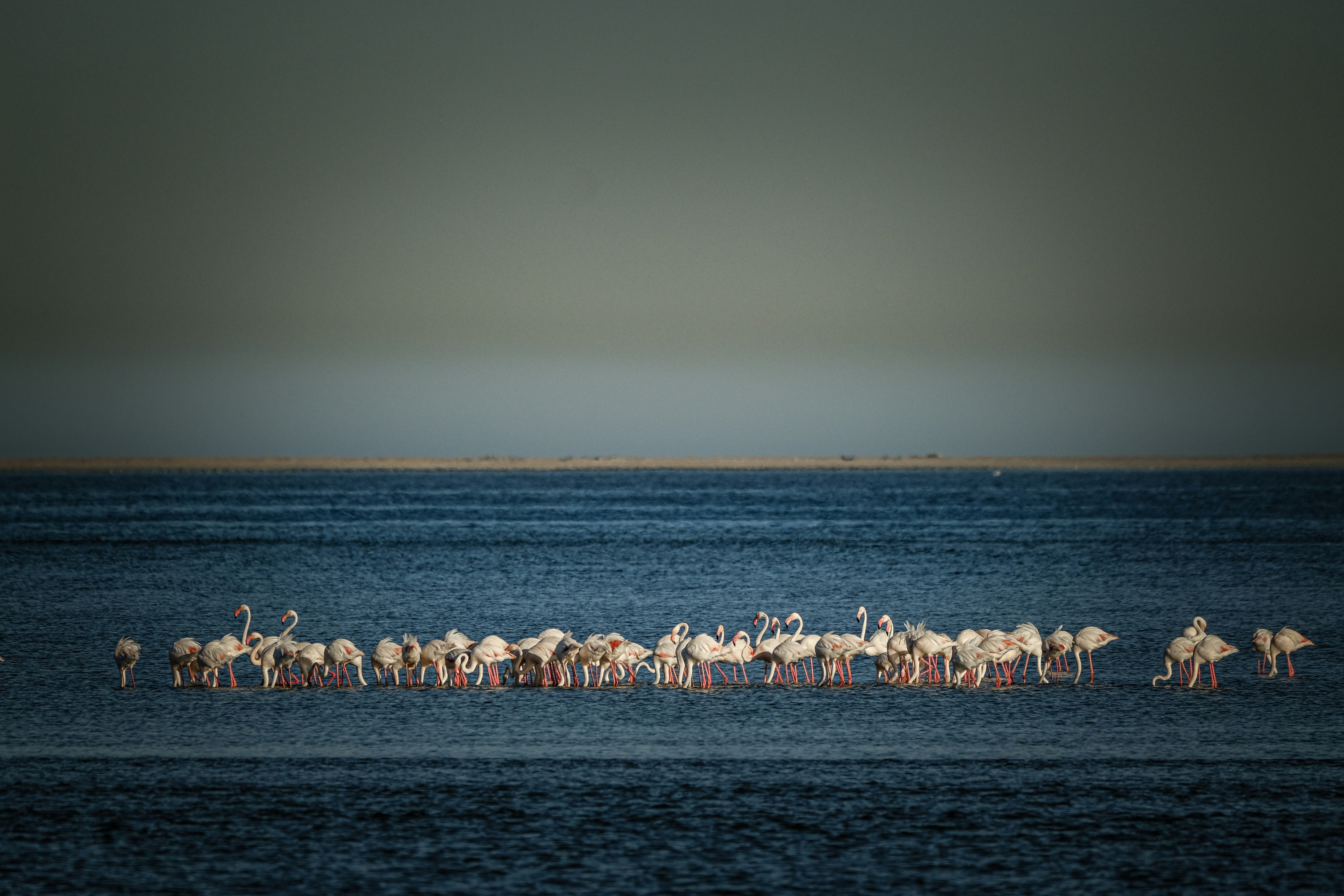 Flamingo Chorus at the Quiet Blue Edge