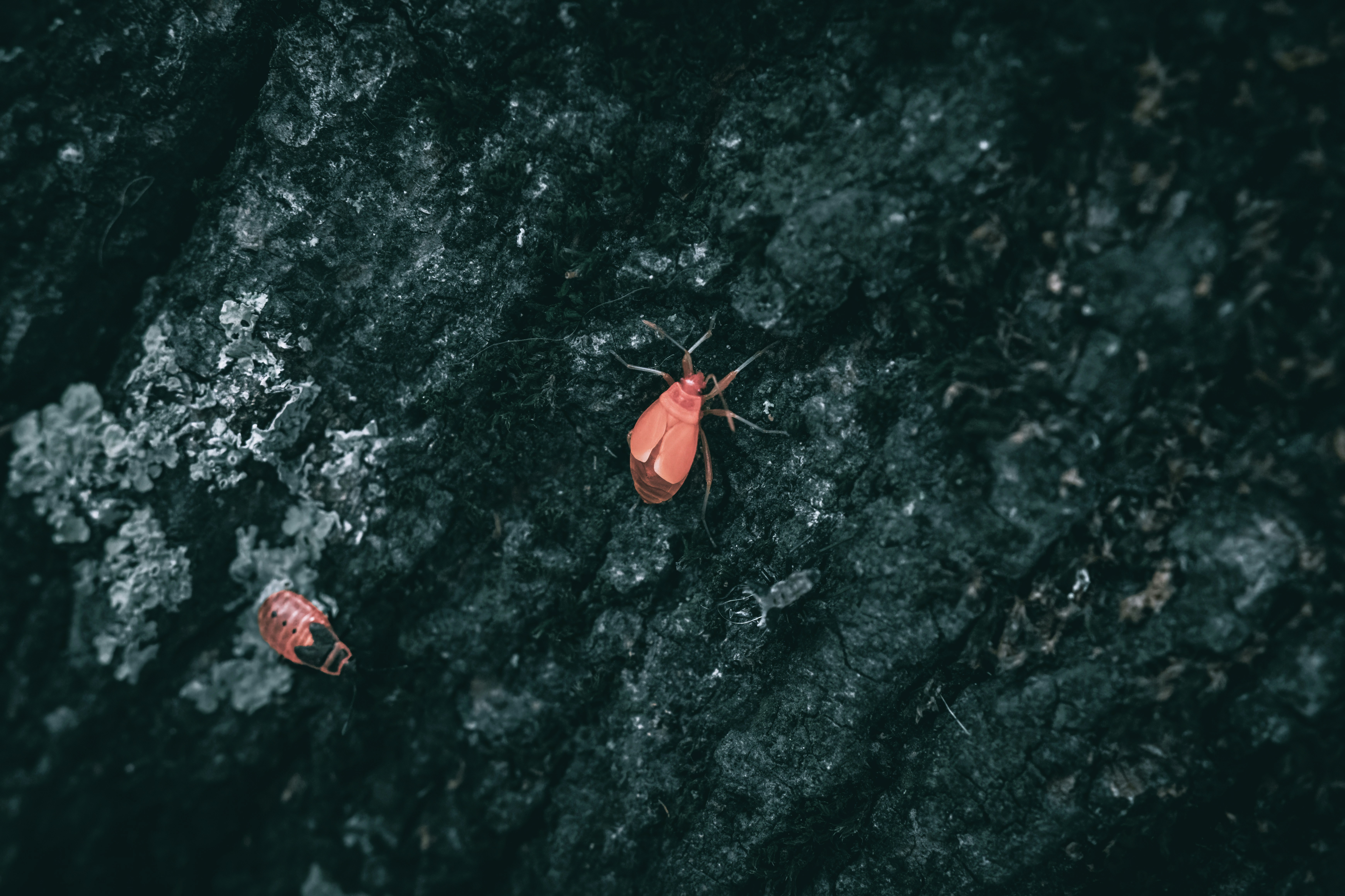 A couple of red bugs sitting on top of a rock photo – Free Serbia Image ...