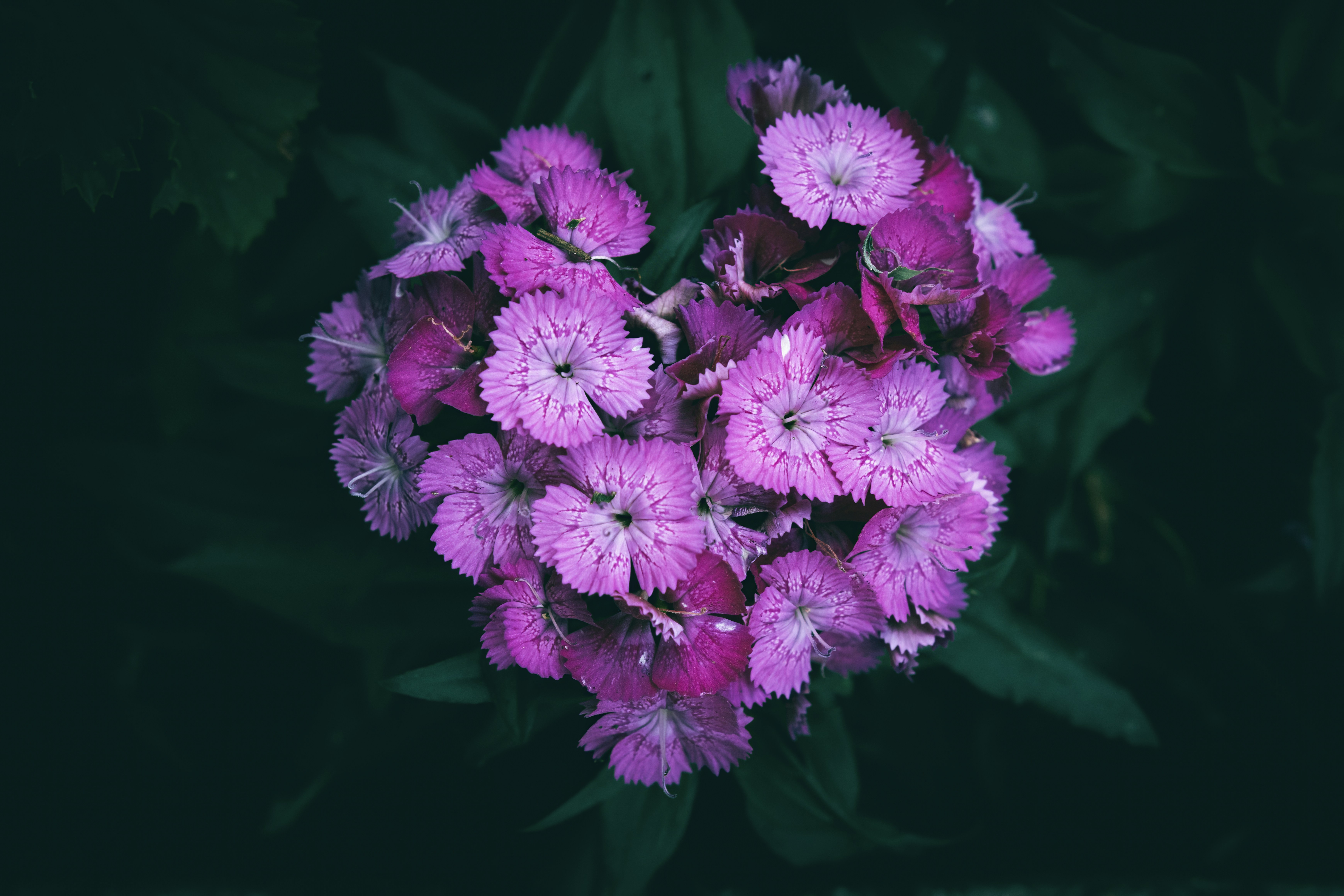 Violet Bloom Constellation