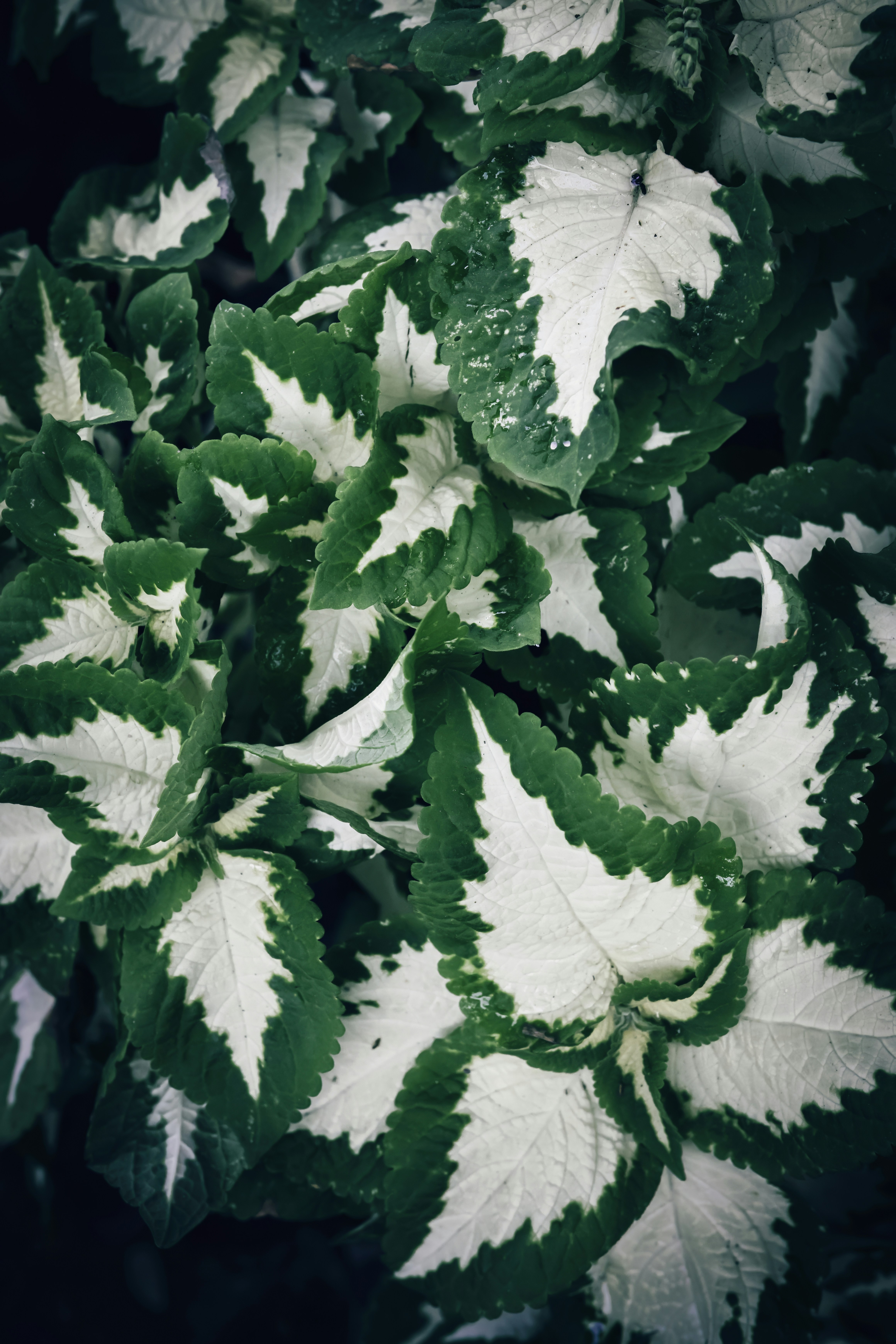 A close up of a plant with white and green leaves photo – Free ...