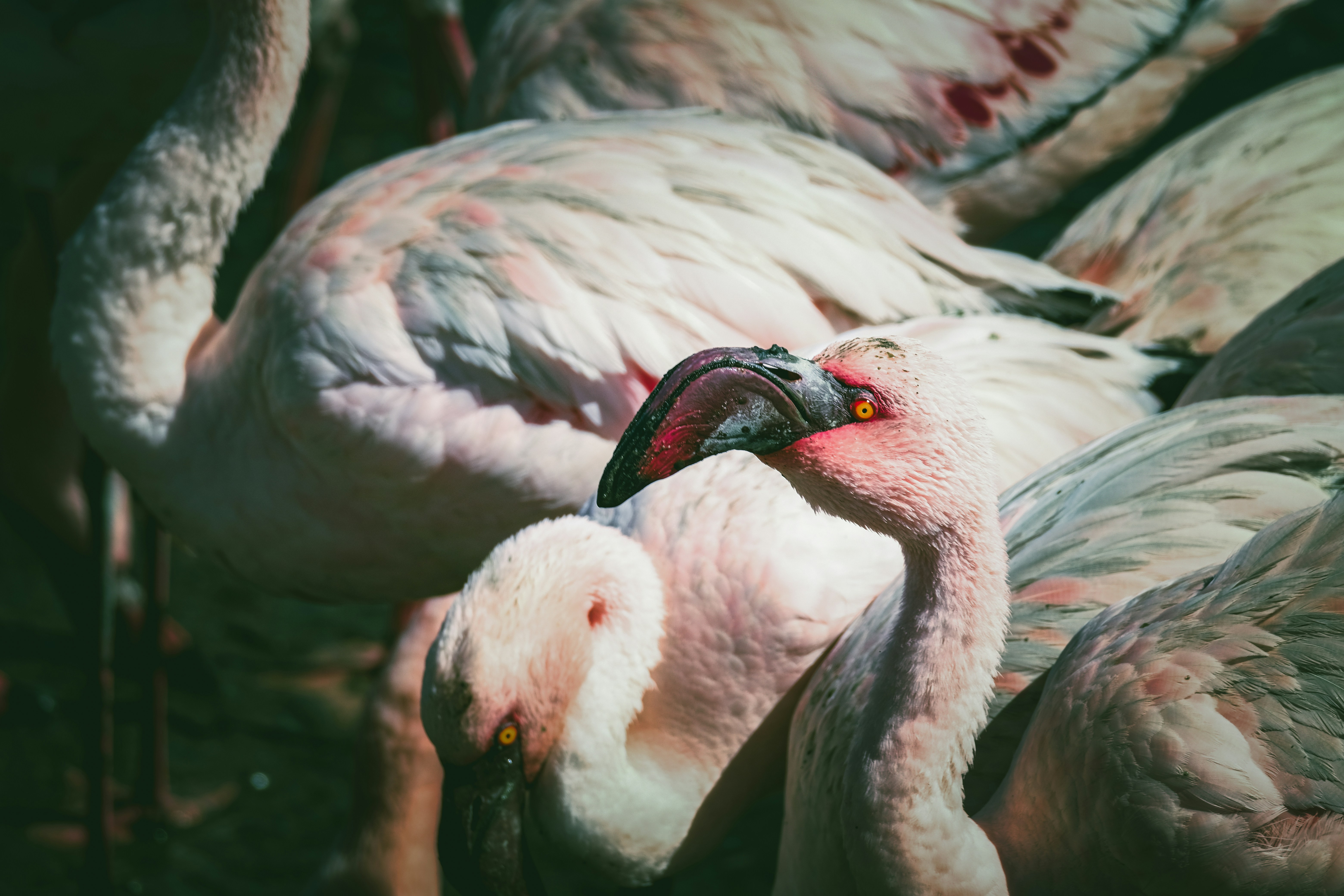 Flamingo Convergence: A Cluster of Pink Feathers in Soft Light