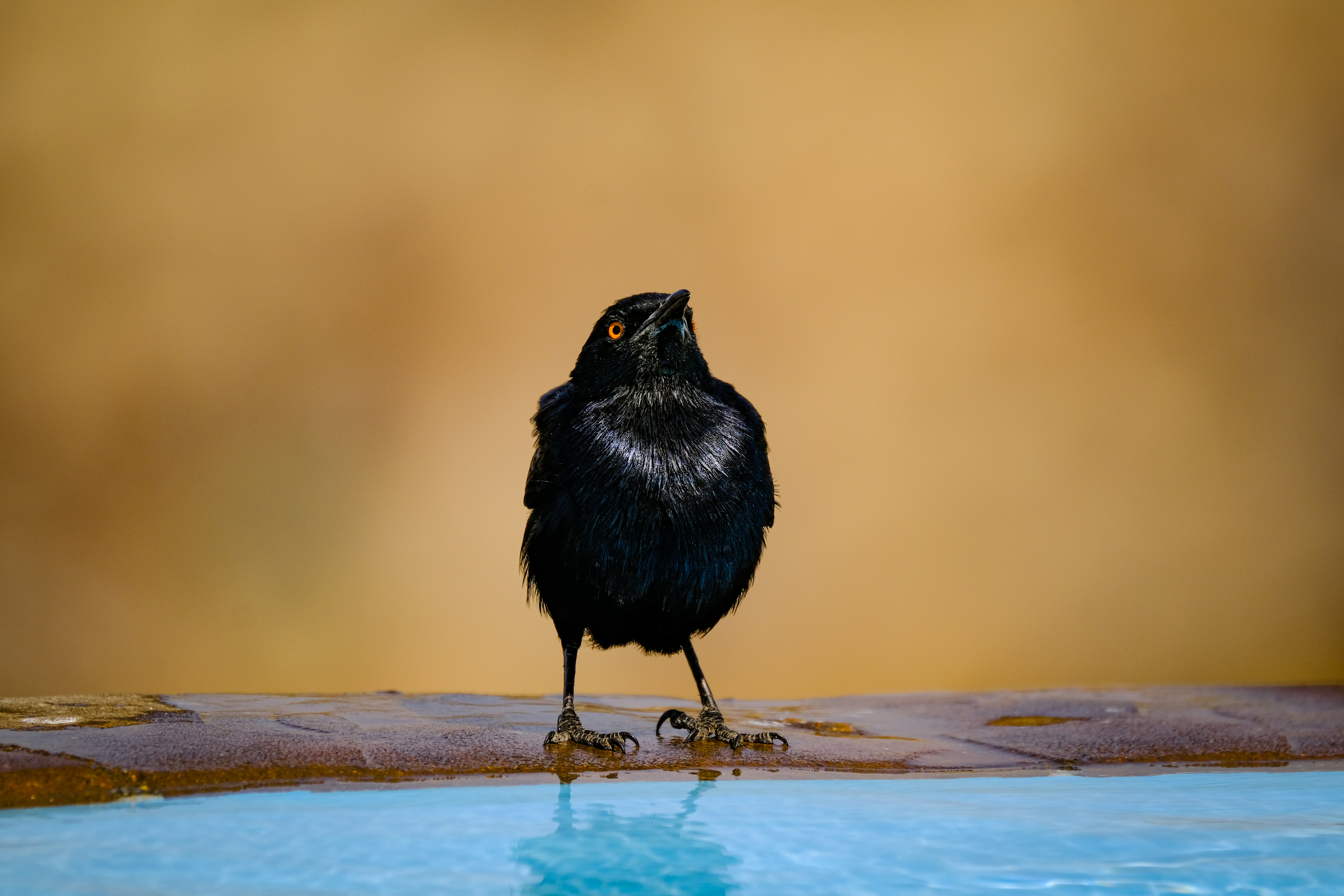 Nocturnal Sentry at the Pool's Edge