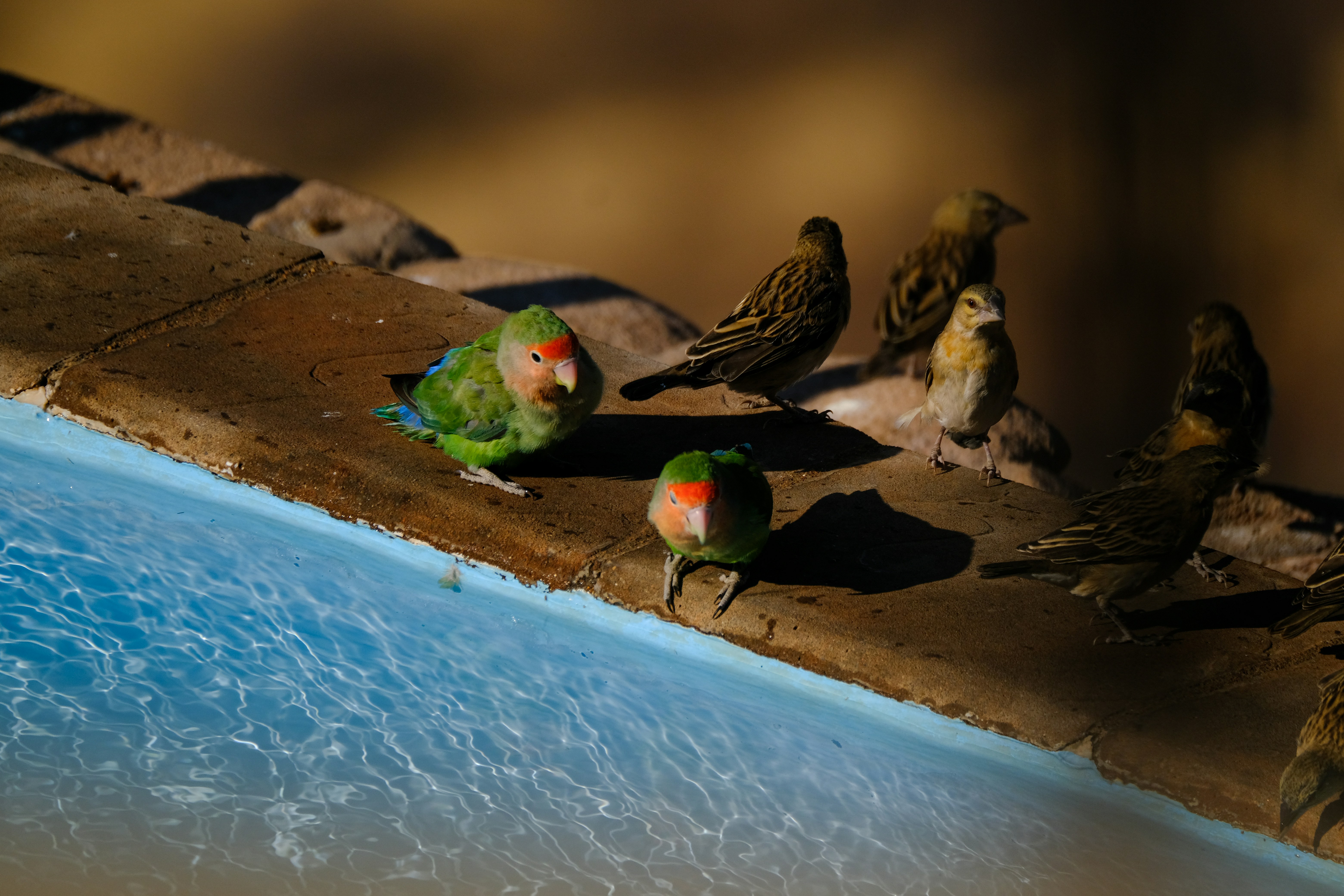 Colorful ducks at pool edge: a sunlit shore with a flock