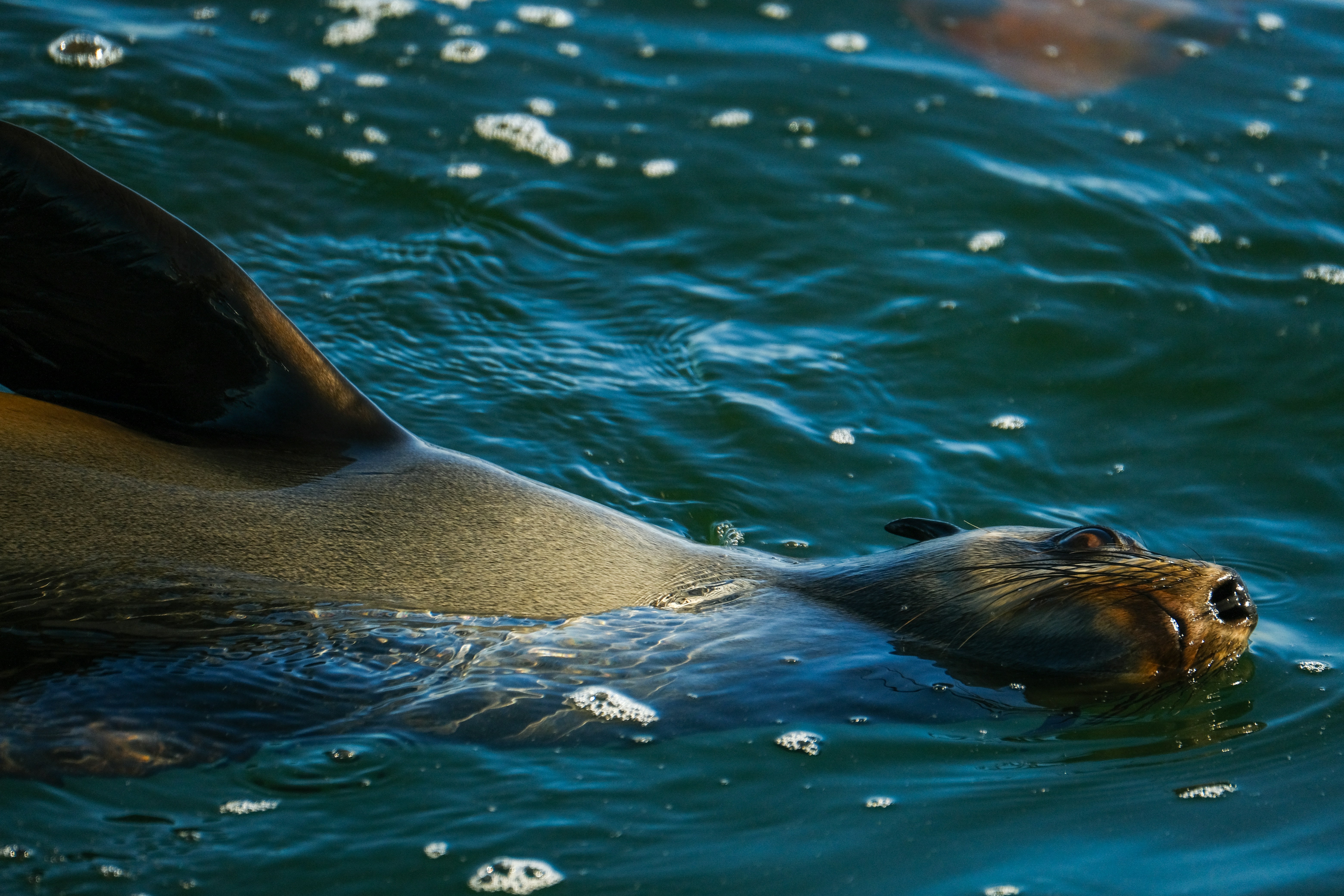 A large animal floating on top of a body of water photo – Free Animal ...