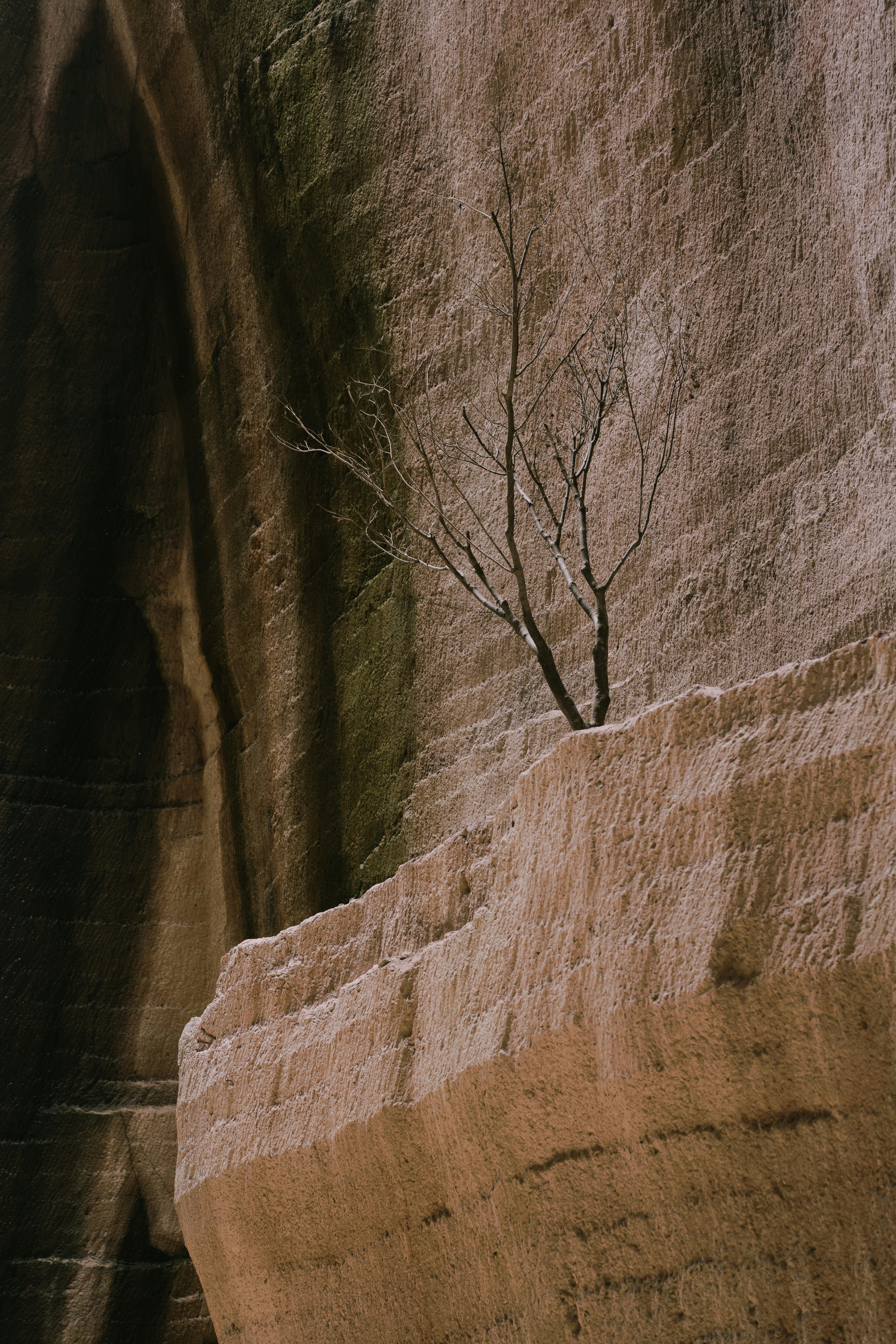 Solitary Branch on a Wind-Worn Canyon Edge