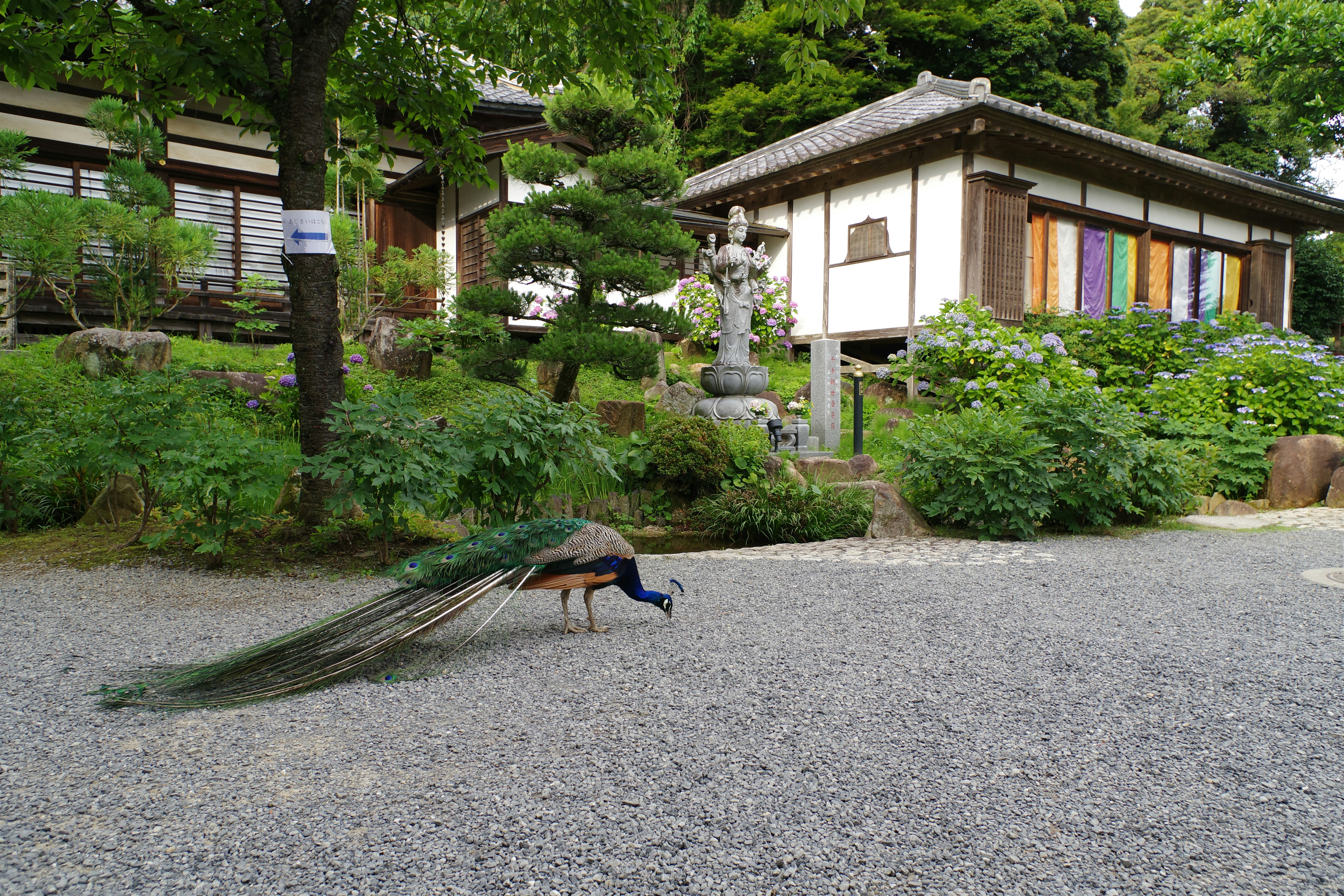 Peacock on Gravel: A Quiet Strut by the Temple Garden