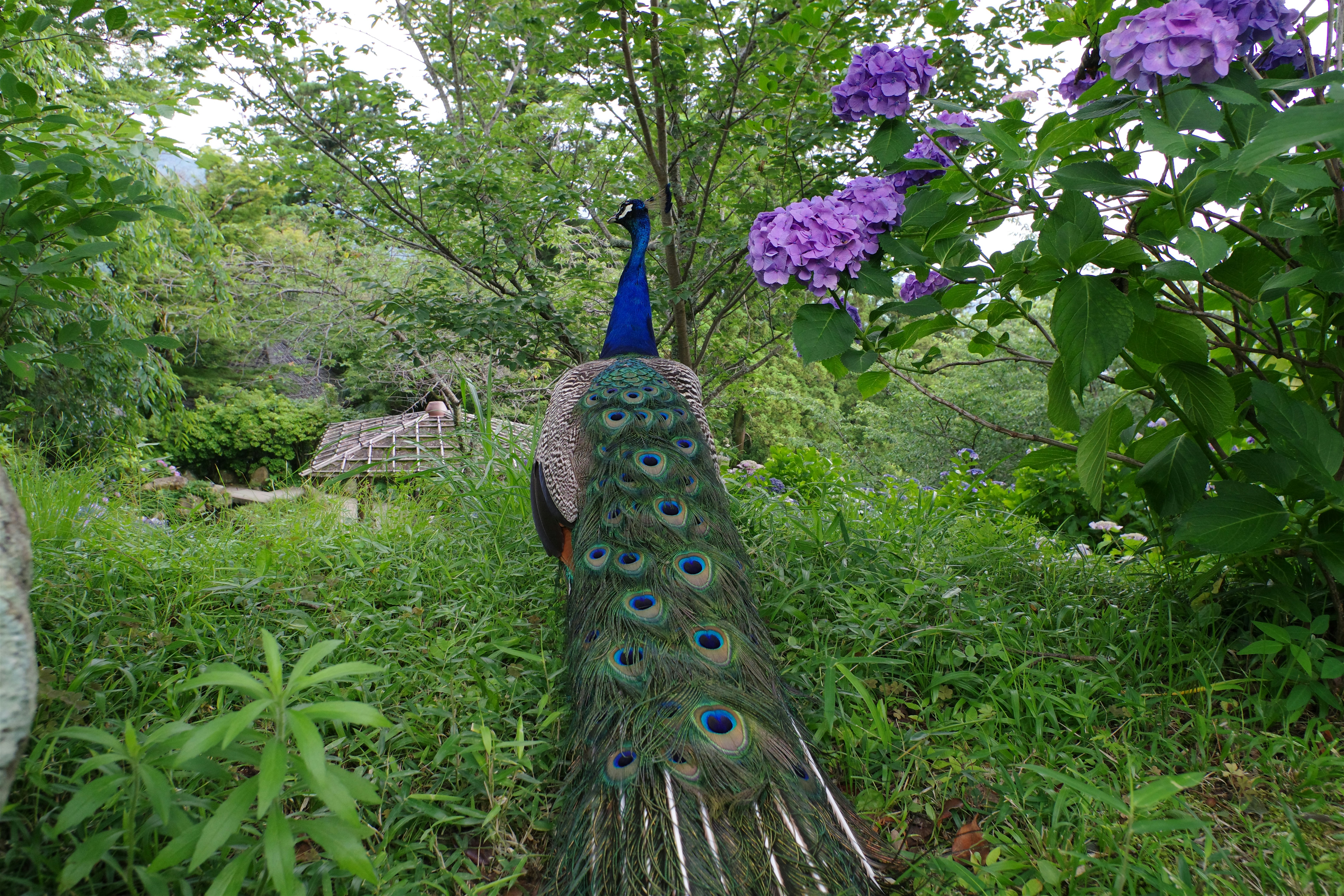 Azure Crest in a Garden of Purple Hydrangeas