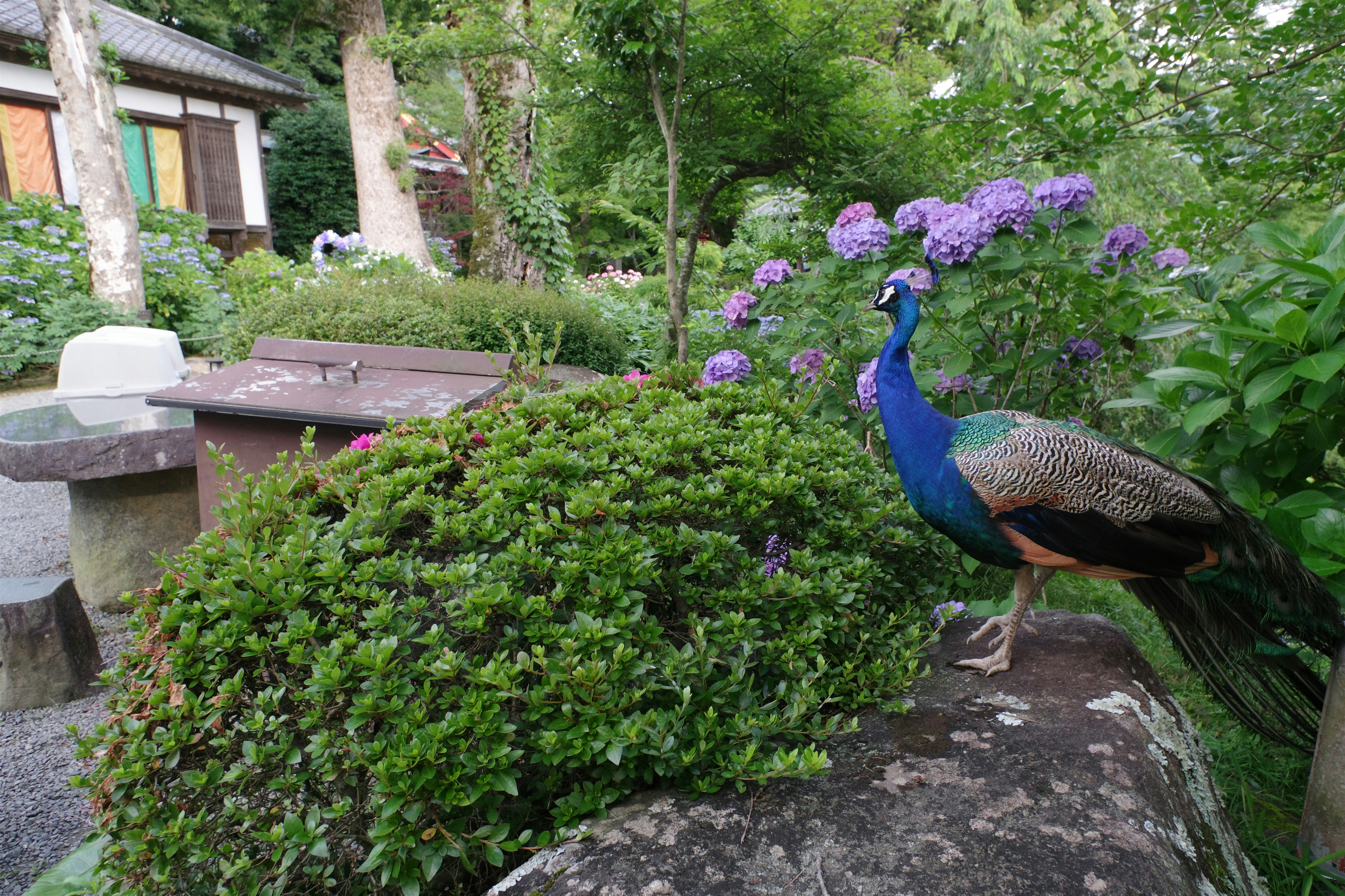 Mossy Rock Sentinel: A Peacock Among Purple Hydrangeas