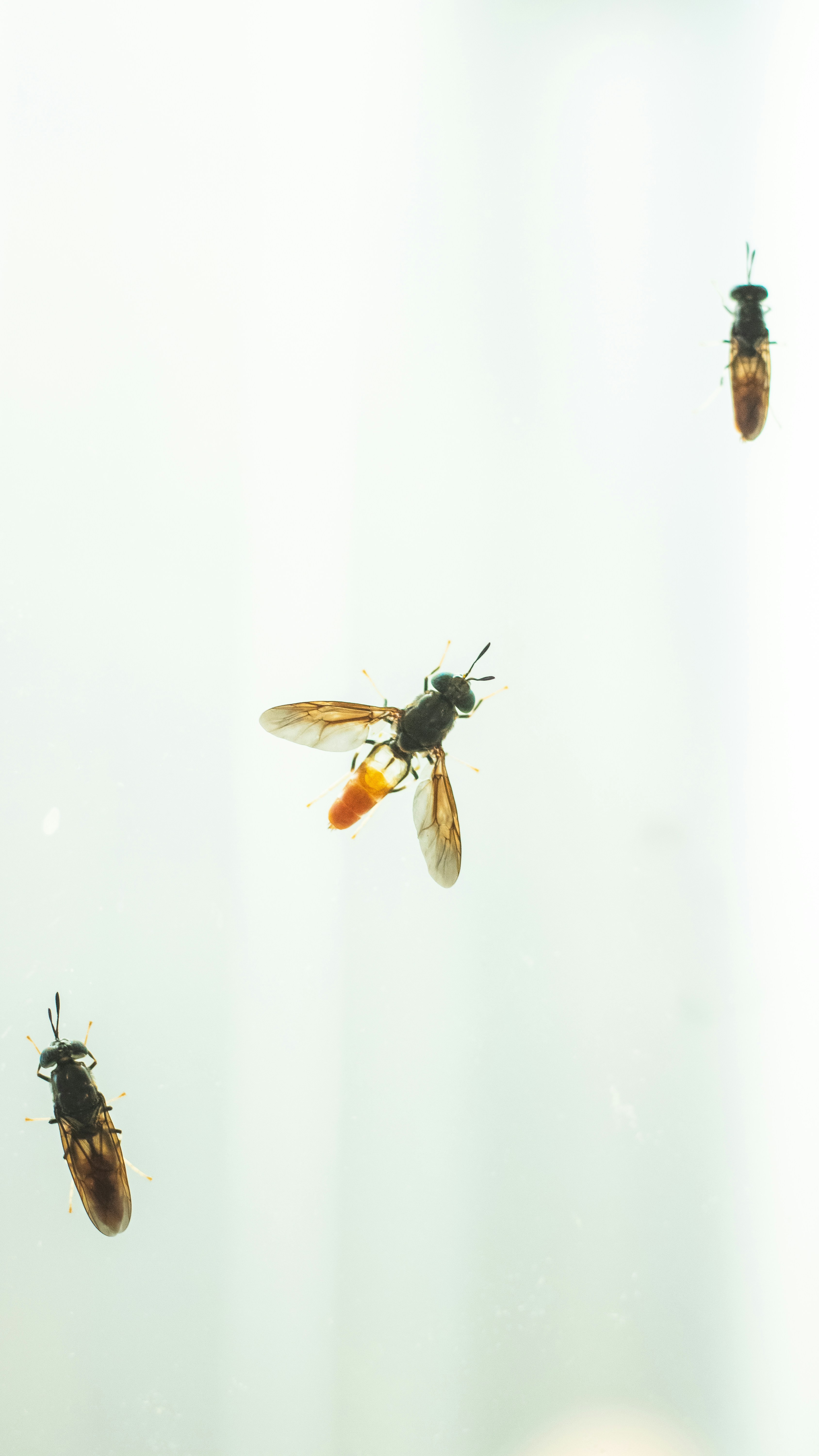 A group of flies flying through the air photo – Free Insect Image on ...