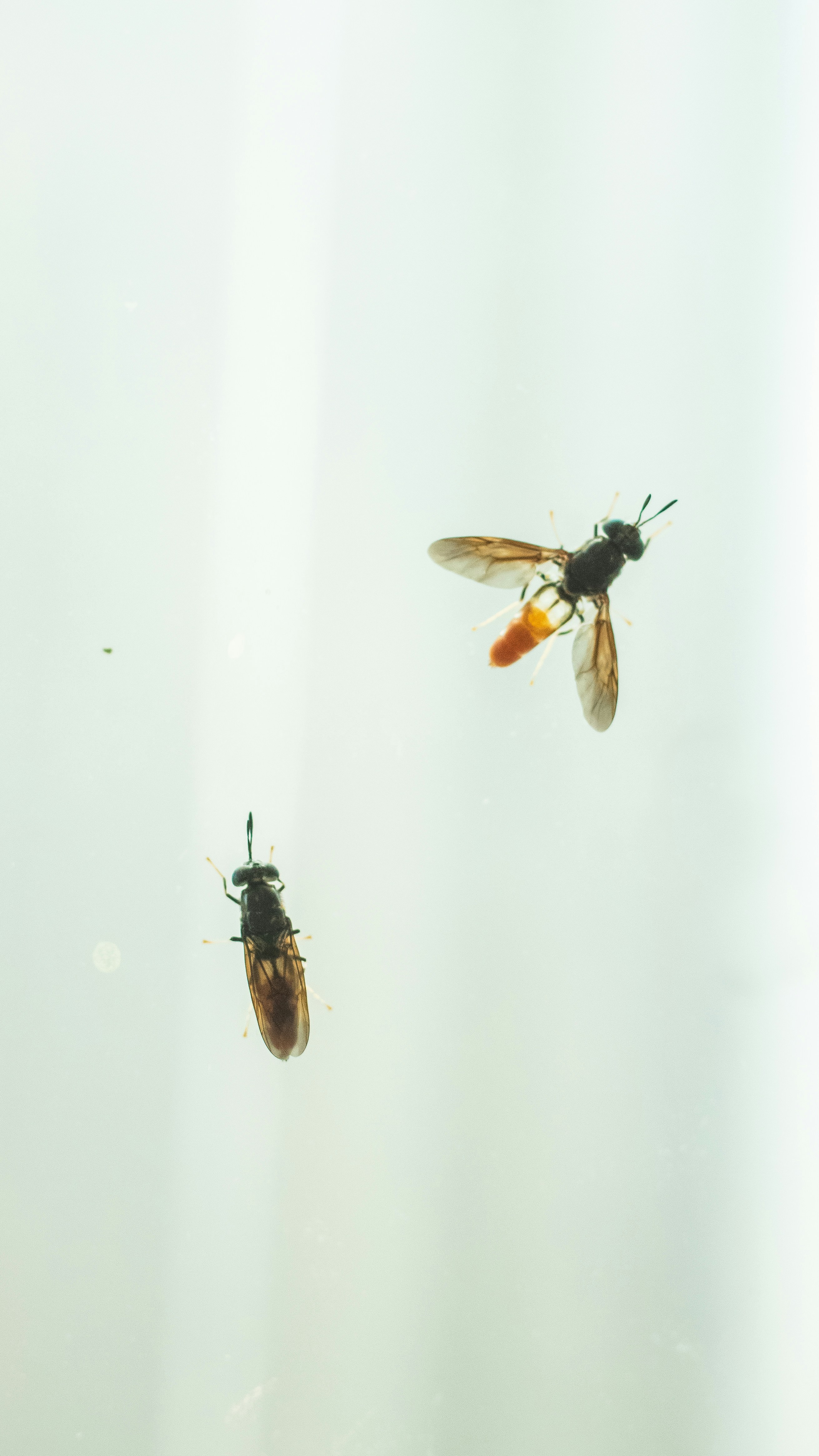 A couple of flies flying through the air photo – Free Insect Image on ...