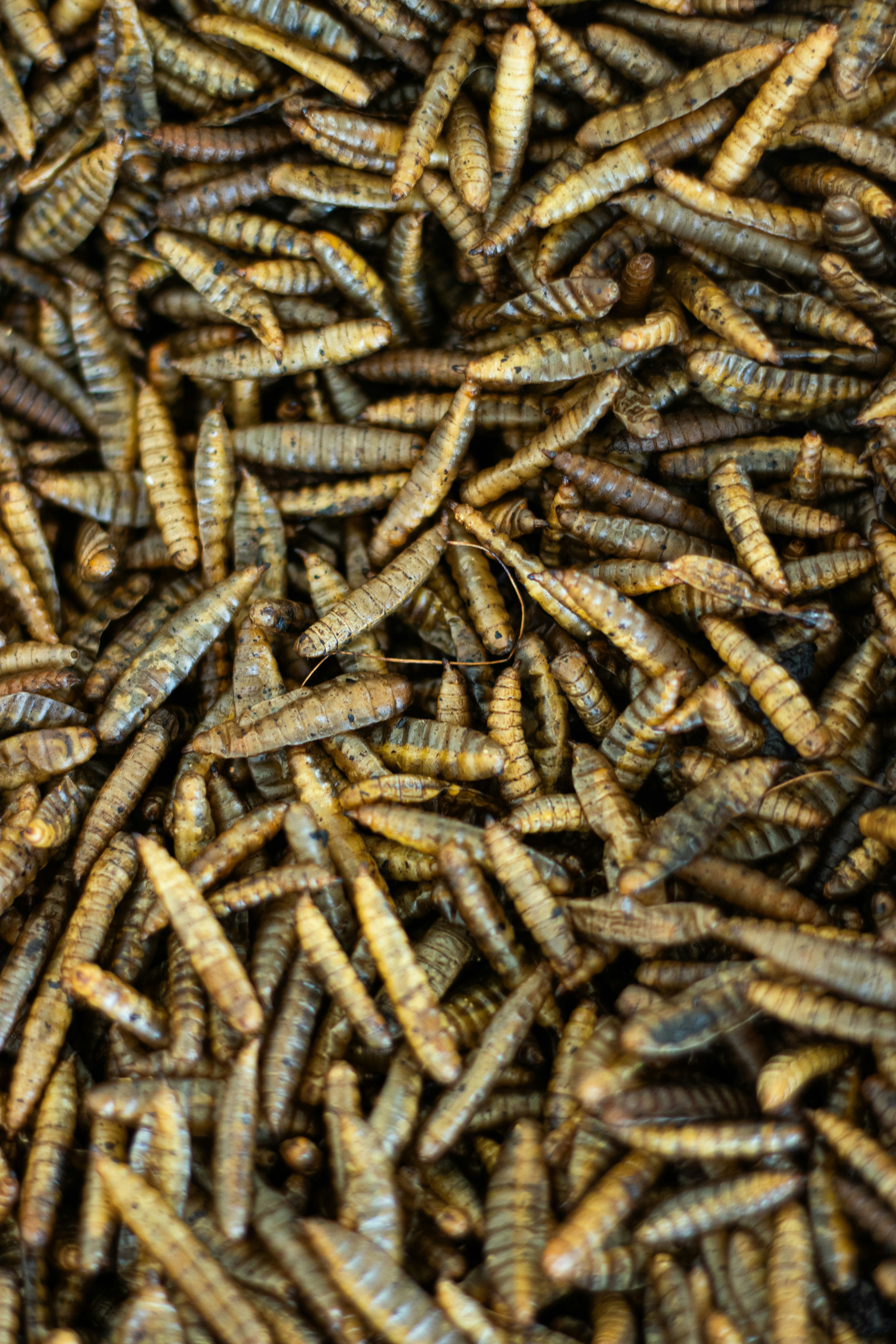 A pile of brown bugs sitting on top of each other photo – Free Animal ...