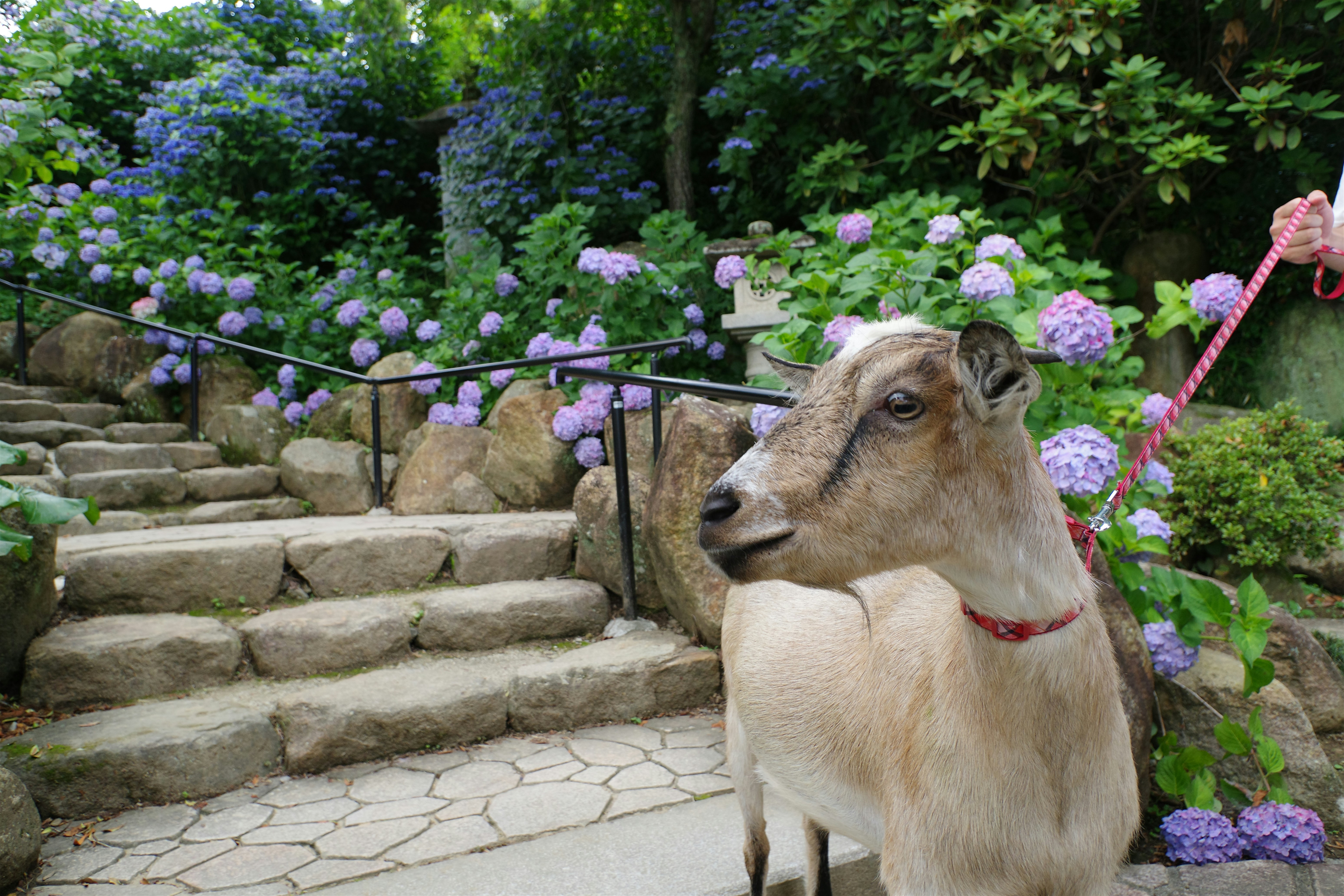 Pastel Pathways: A Curious Goat by Hydrangea Steps