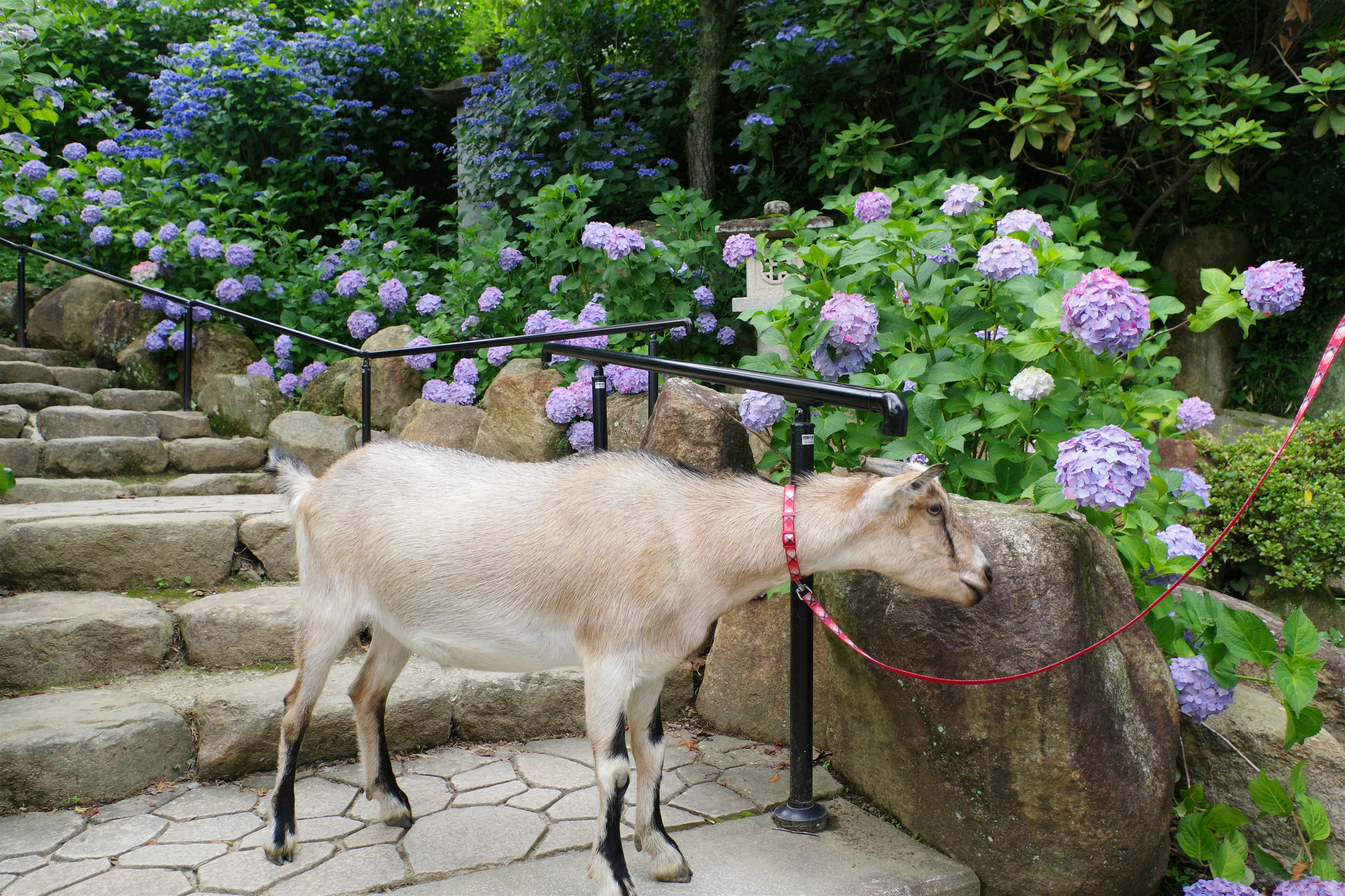 Garden Wanderer by the Hydrangea Stone Staircase