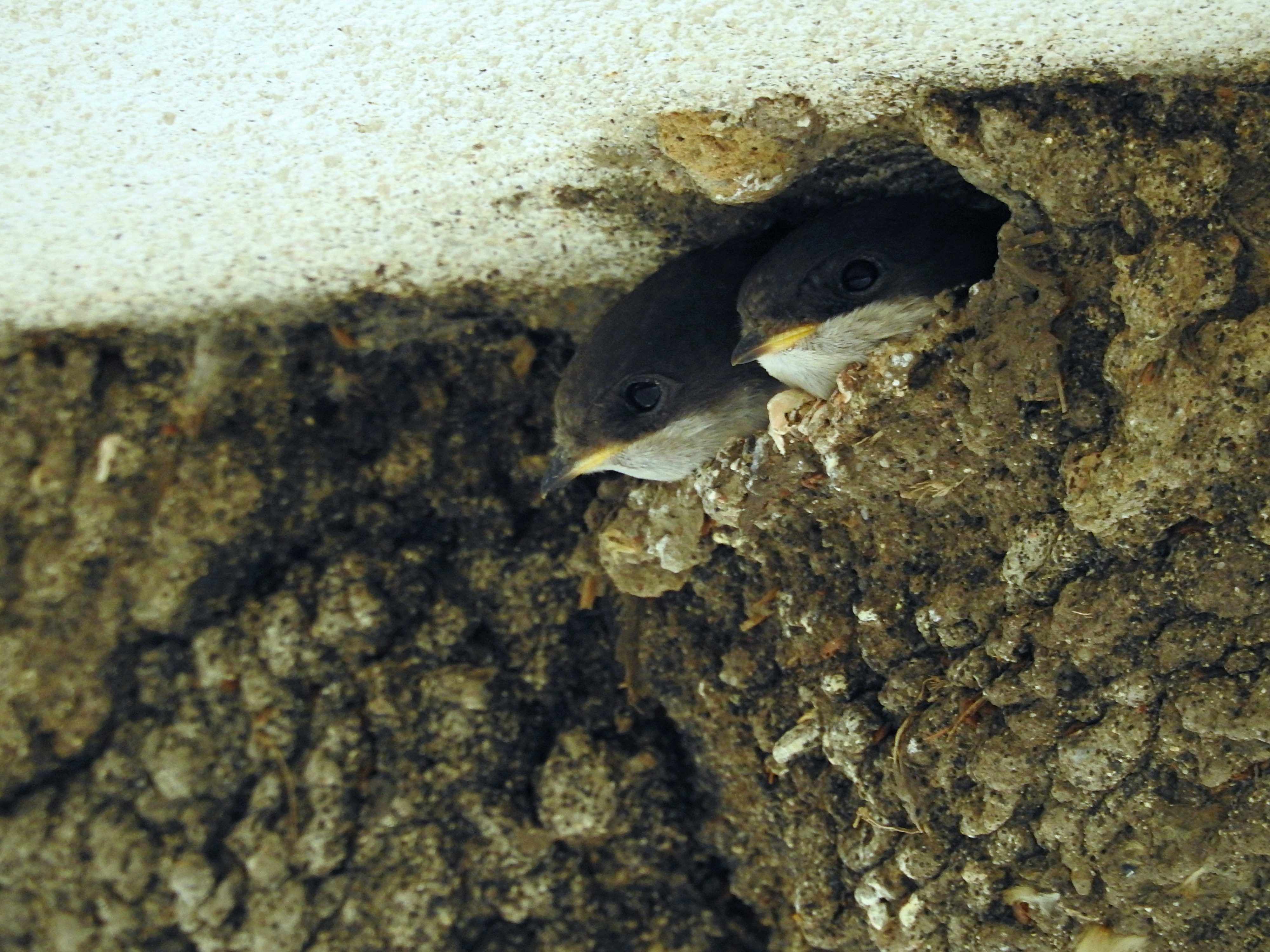 A small bird is poking its head out of a hole photo – Free Animals ...