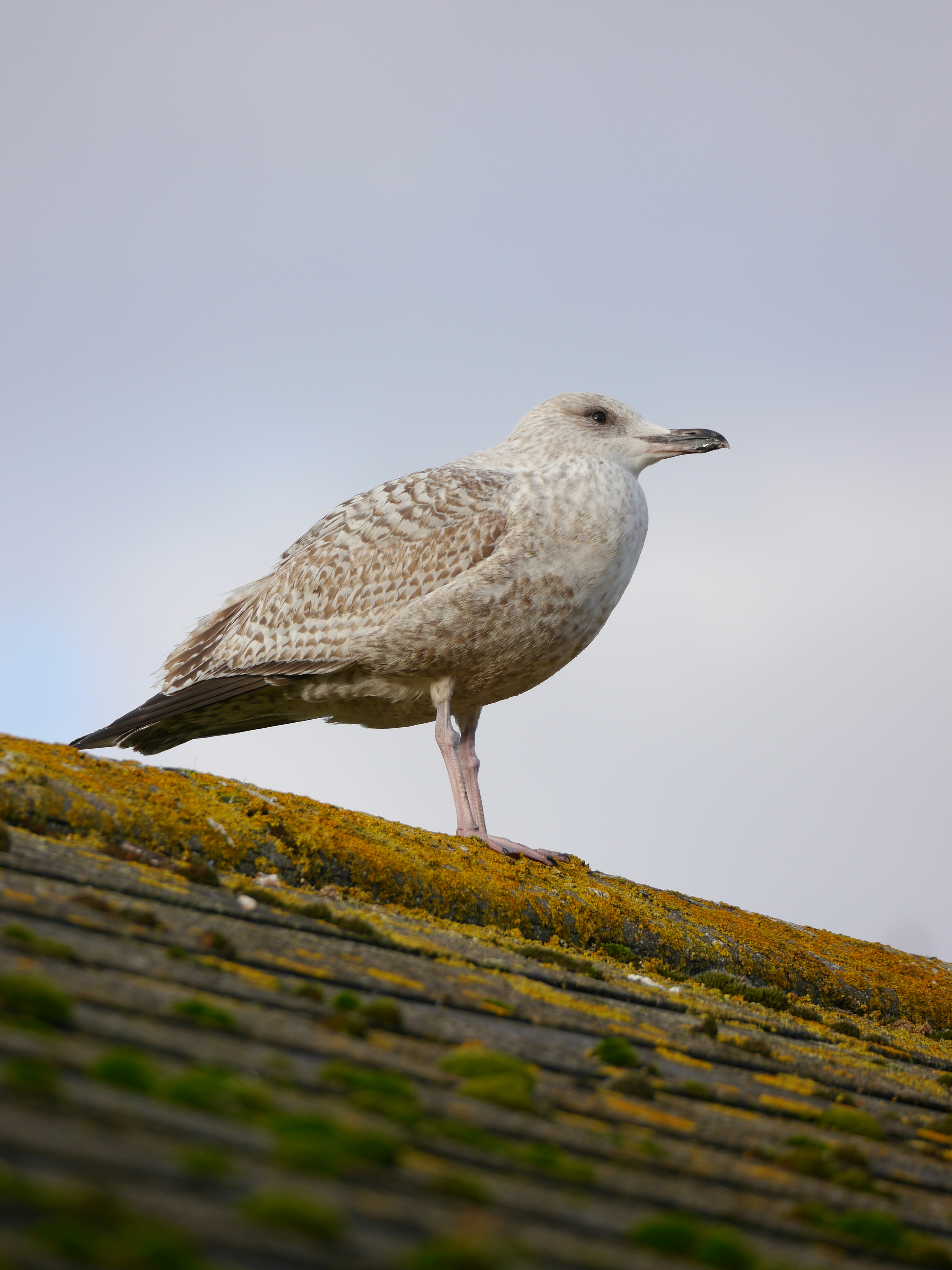 Rooftop Sentinel: Seagull on Moss-Covered Tiles