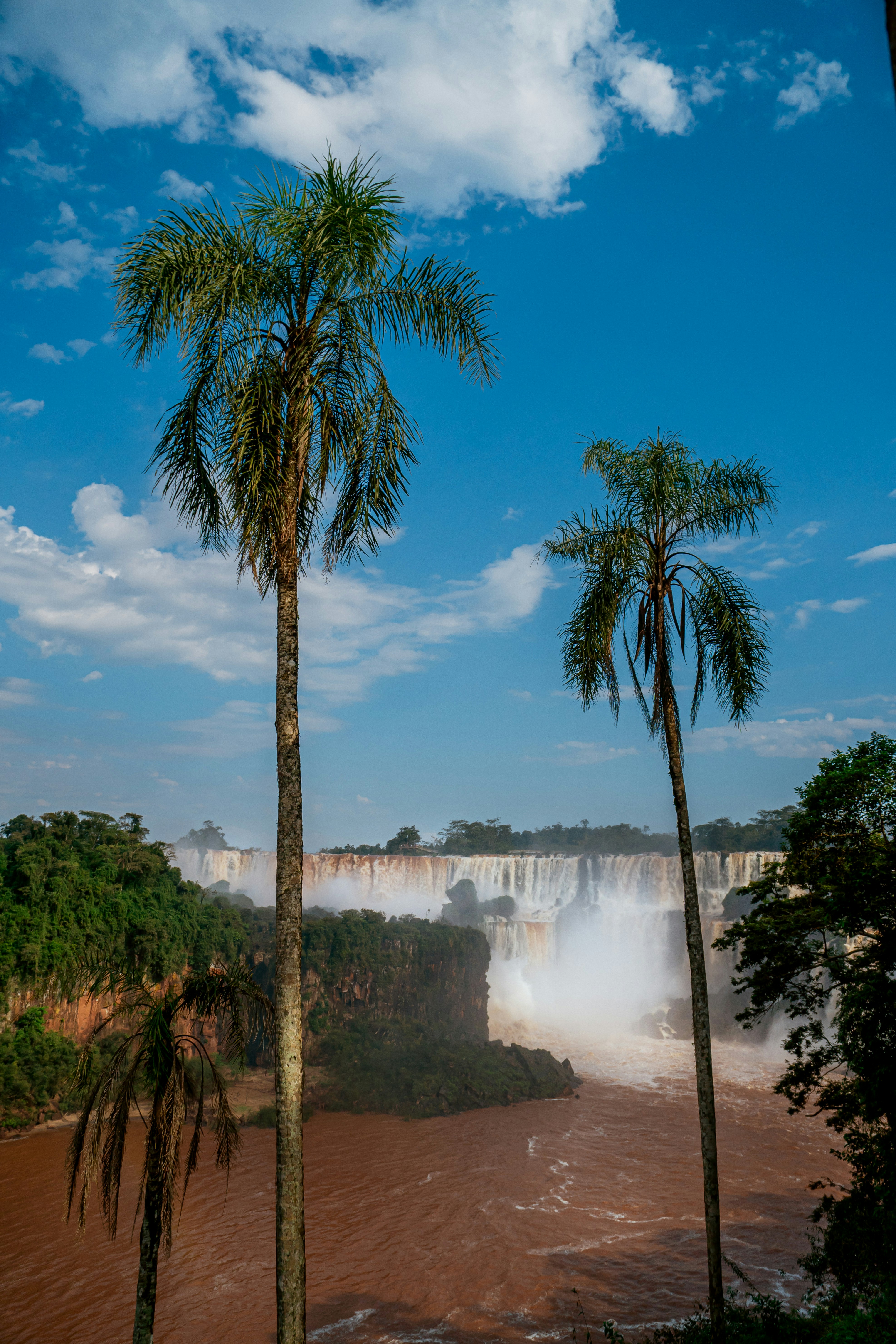 Palms Framing a Fallscape: Green Sentinels Before a Curtain of Water