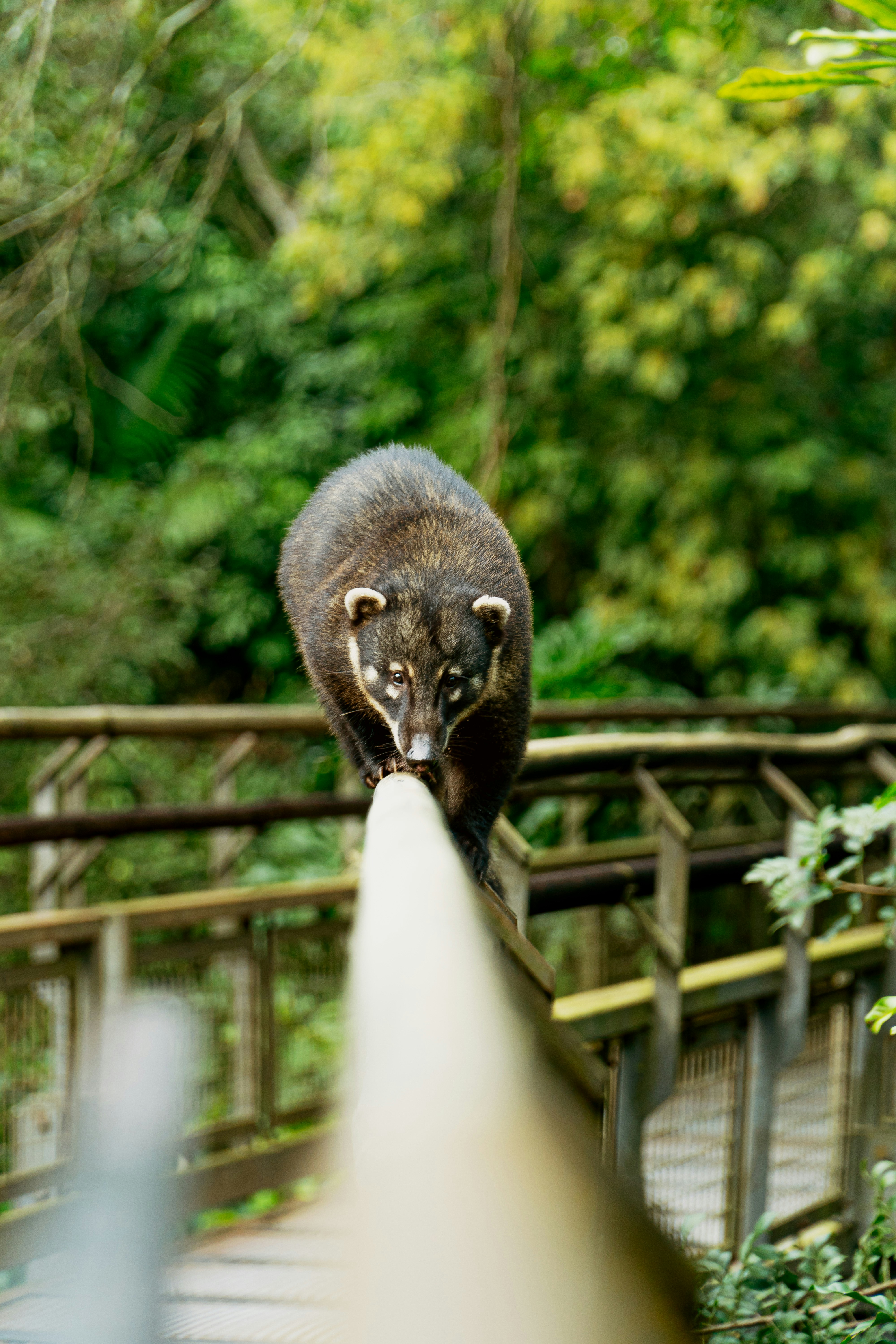 A raccoon walking across a bridge in a forest photo – Free Animal Image ...