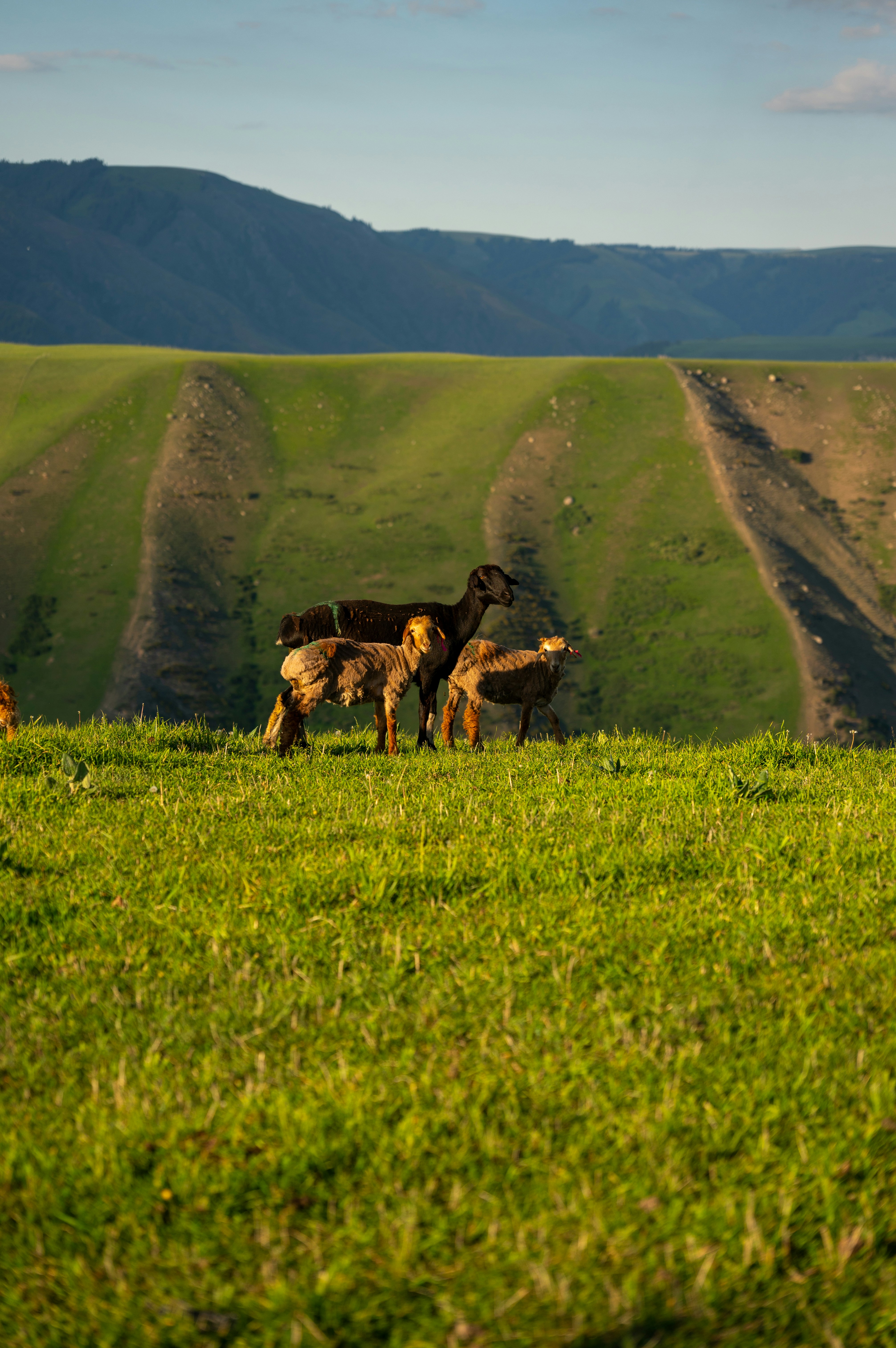 Herd of dogs on sunlit hillside with distant ridges