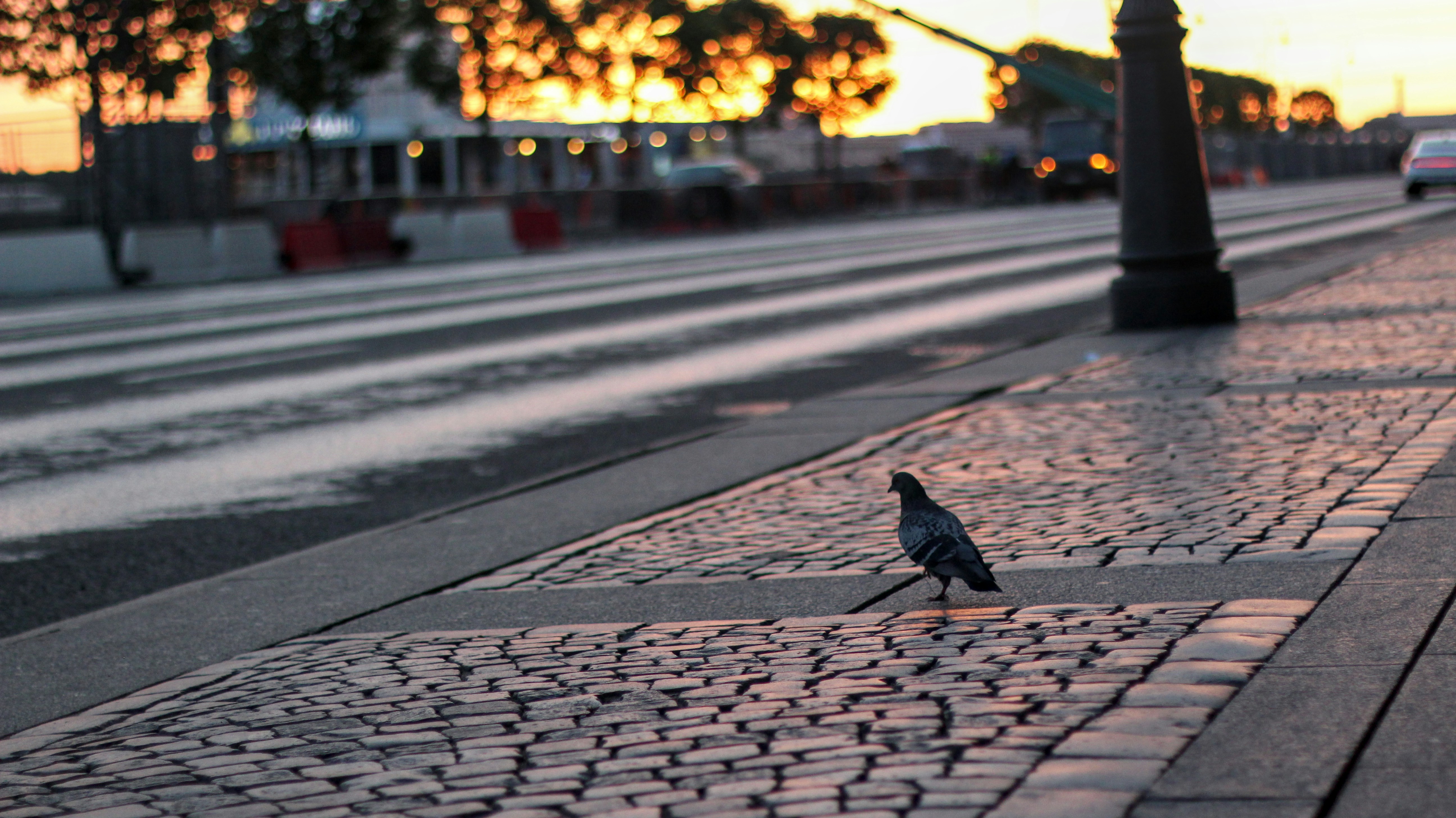 Pigeon on Cobblestone Promenade at Sunset