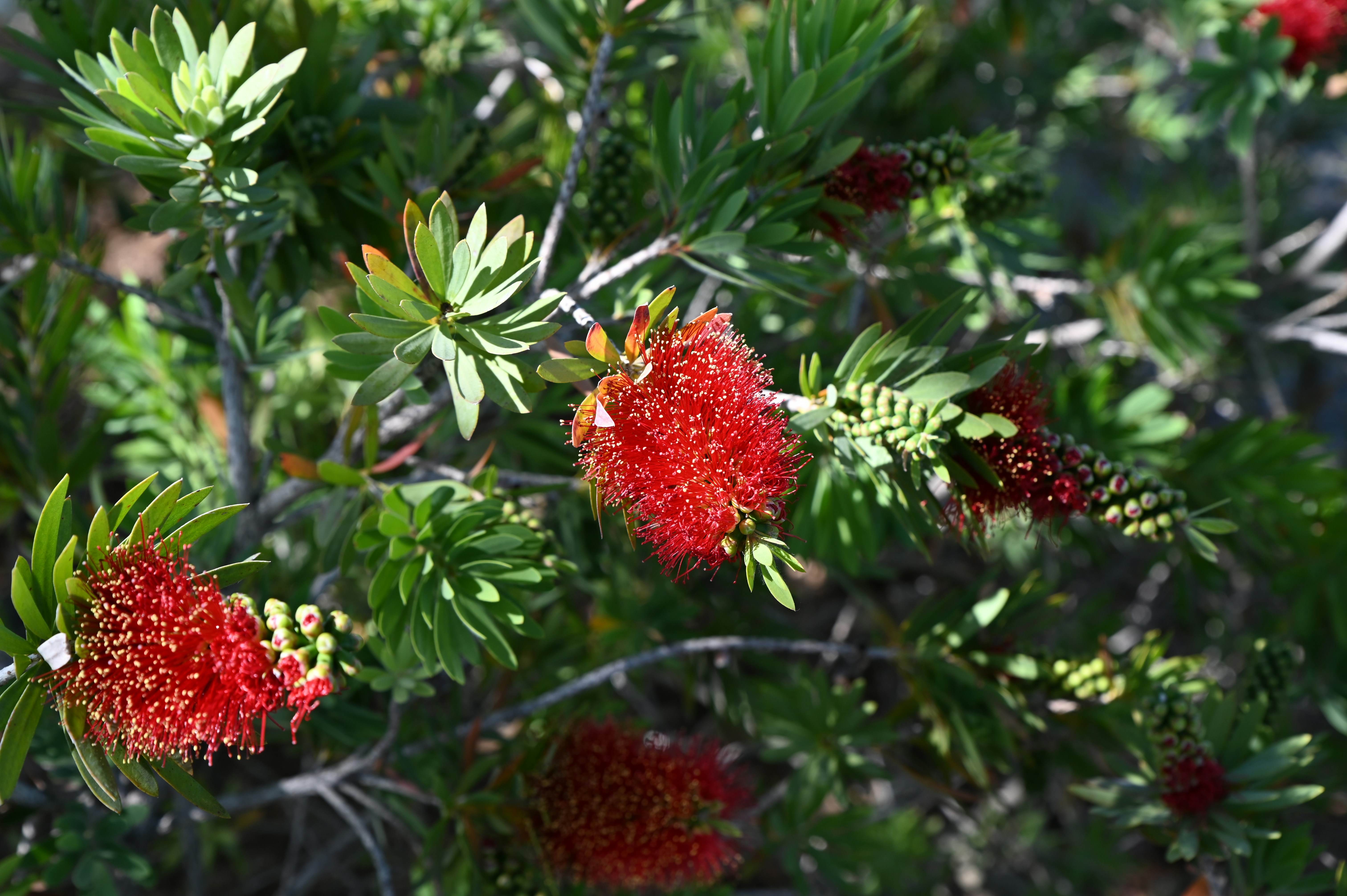 Crimson Bottlebrush in Dappled Sunlight Among Green Foliage