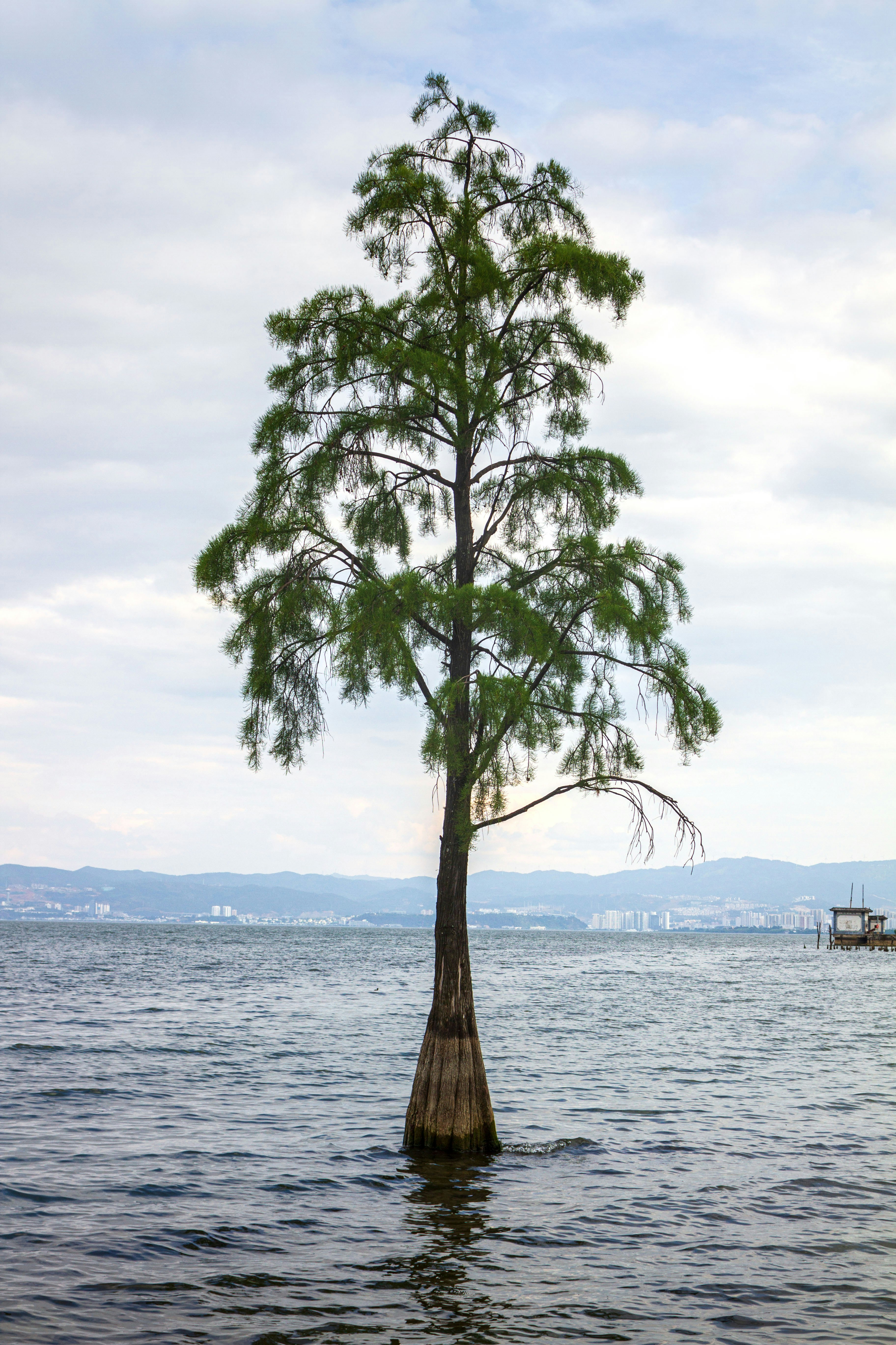 Isolated Cedar Standing in the Quiet Lake