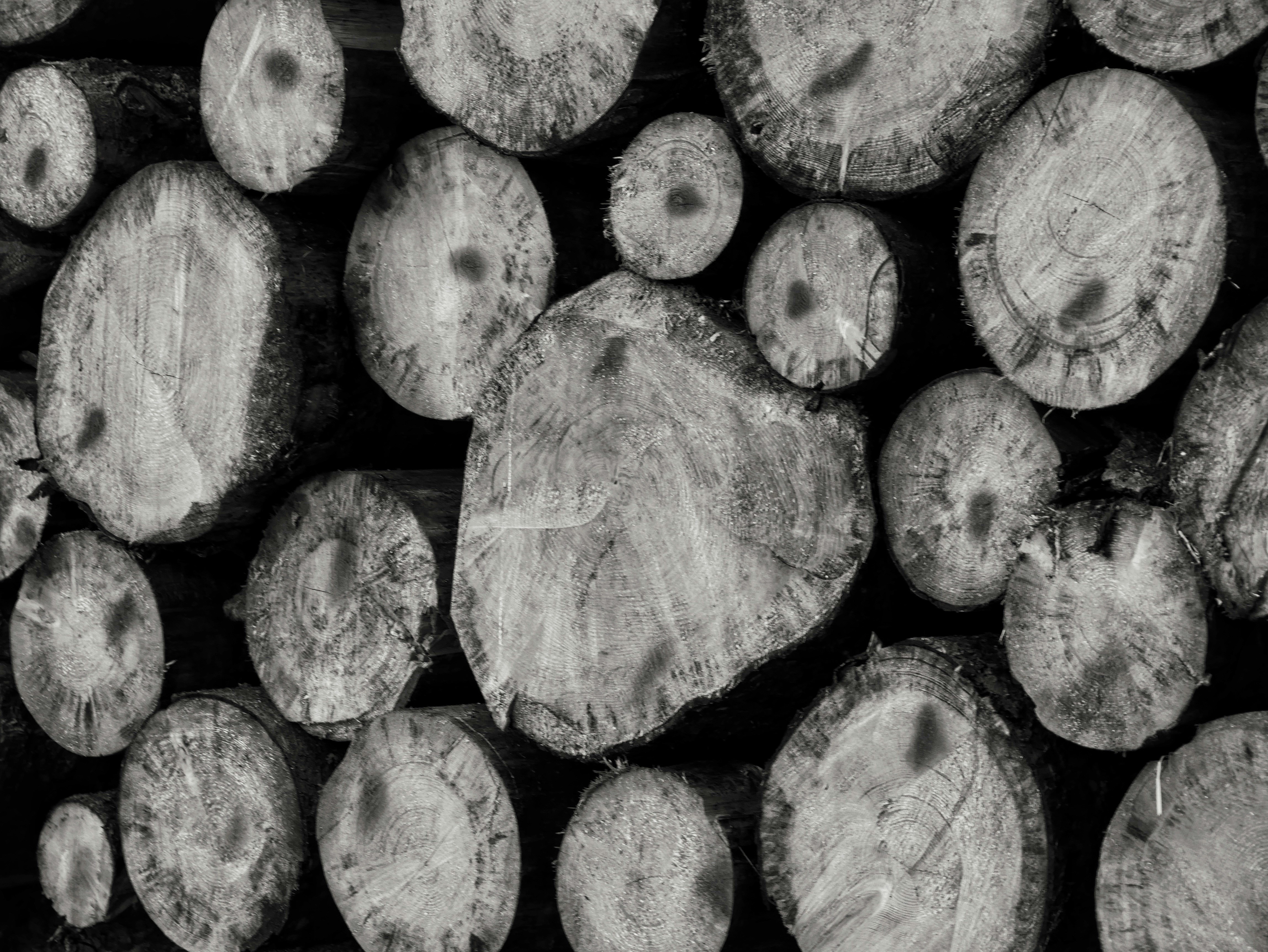 Cross-section of various tree trunks arranged in a visually striking pattern. The monochrome tones enhance the textures and details of the wood.
