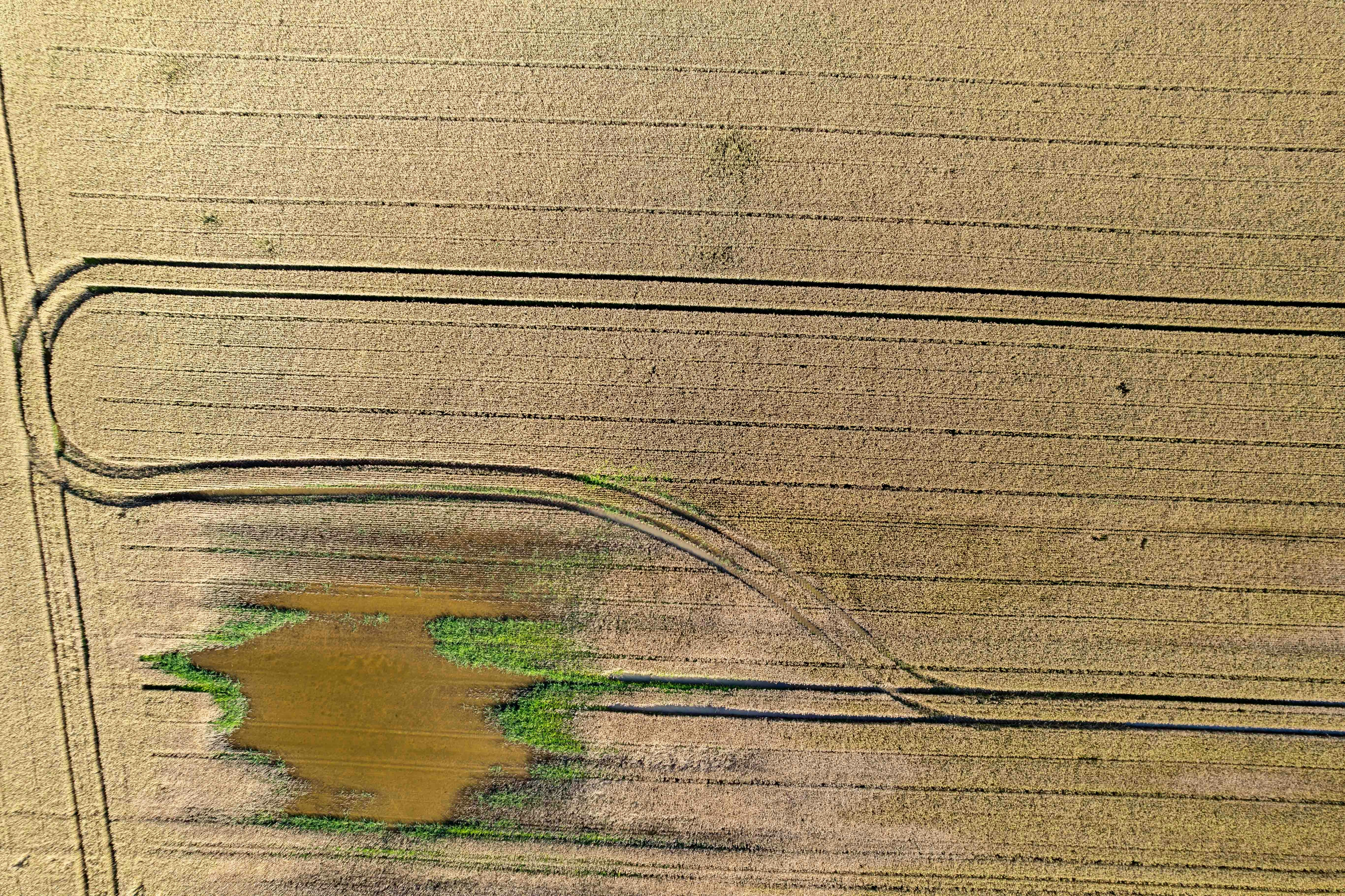 Quilted Farmland: A Curved Irrigation Loop Framing a Muddy Green Pool