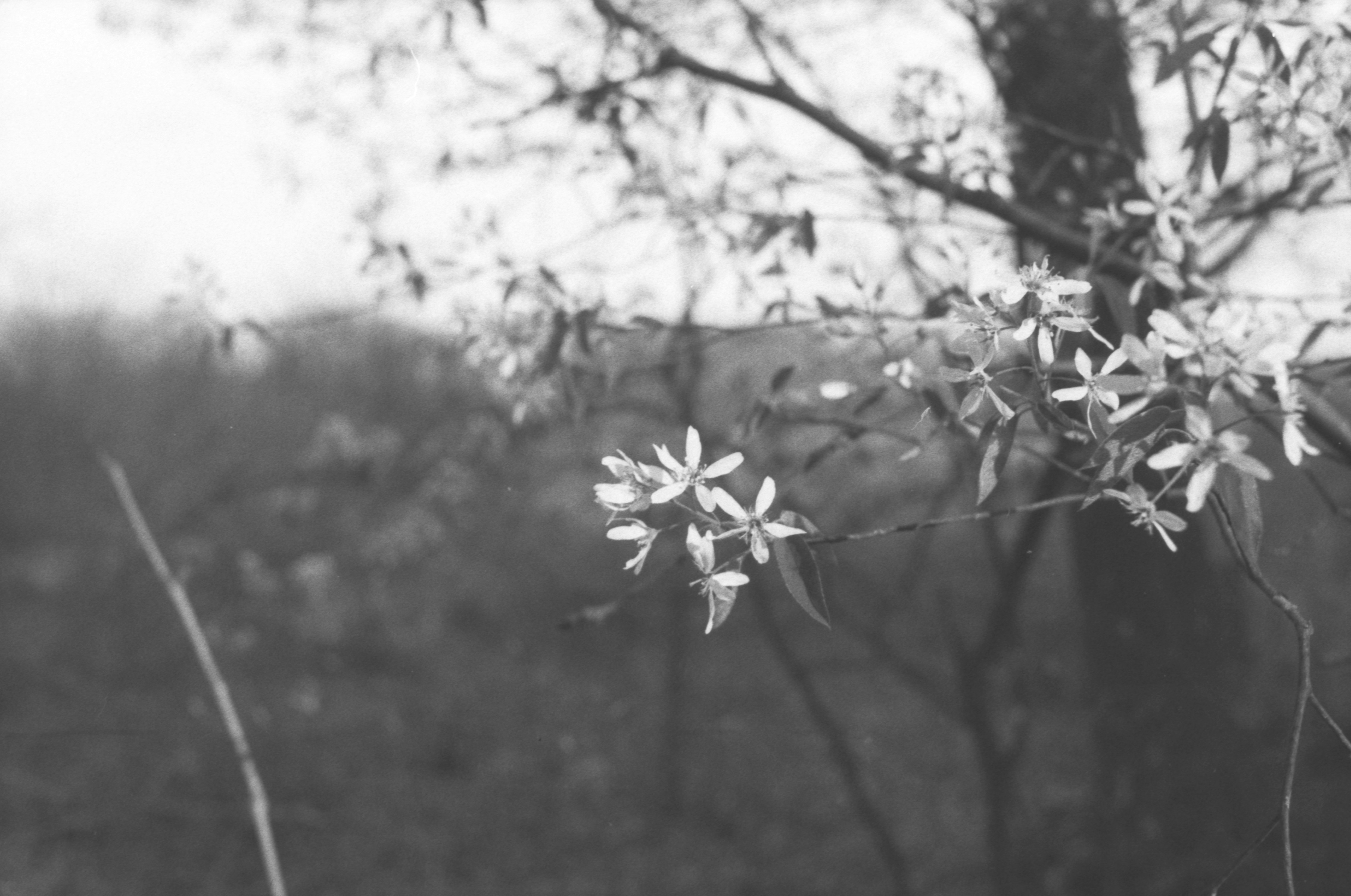 Monochrome Petals on a Narrow Branch