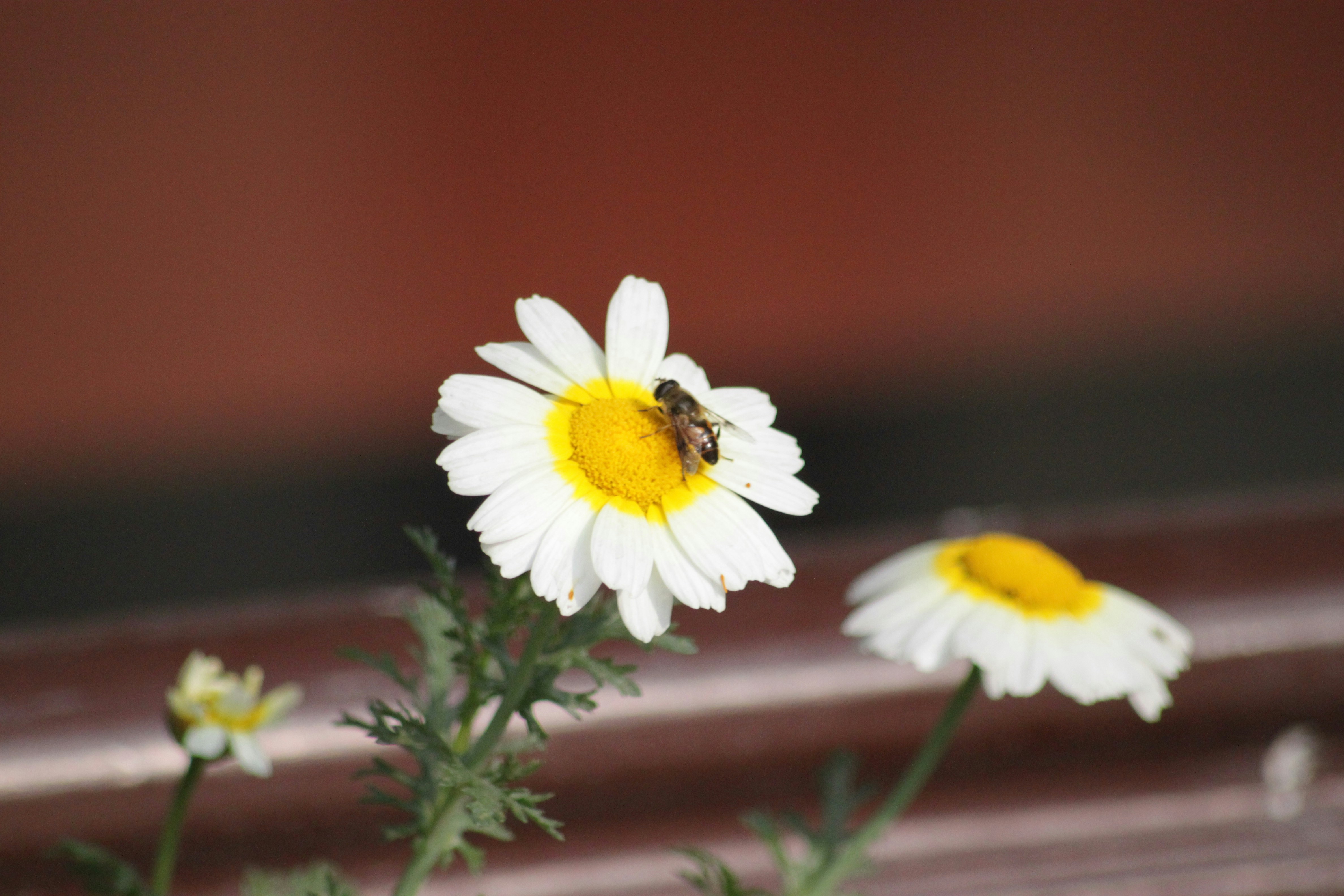 Honeybee on a Daisy by a Weathered Wooden Backdrop