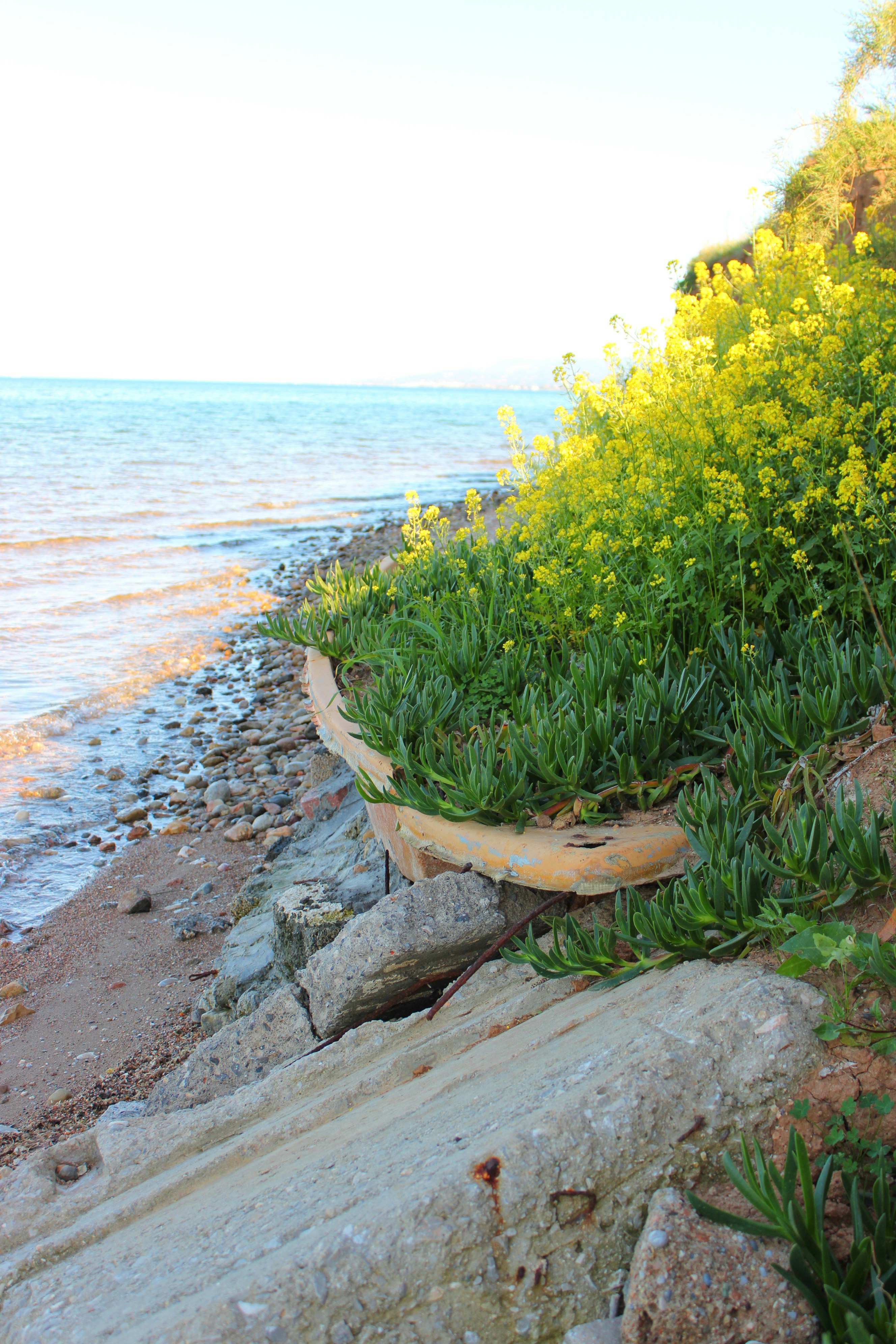 Rusted Planter in Bloom: Yellow Canola Along a Seaside Slope