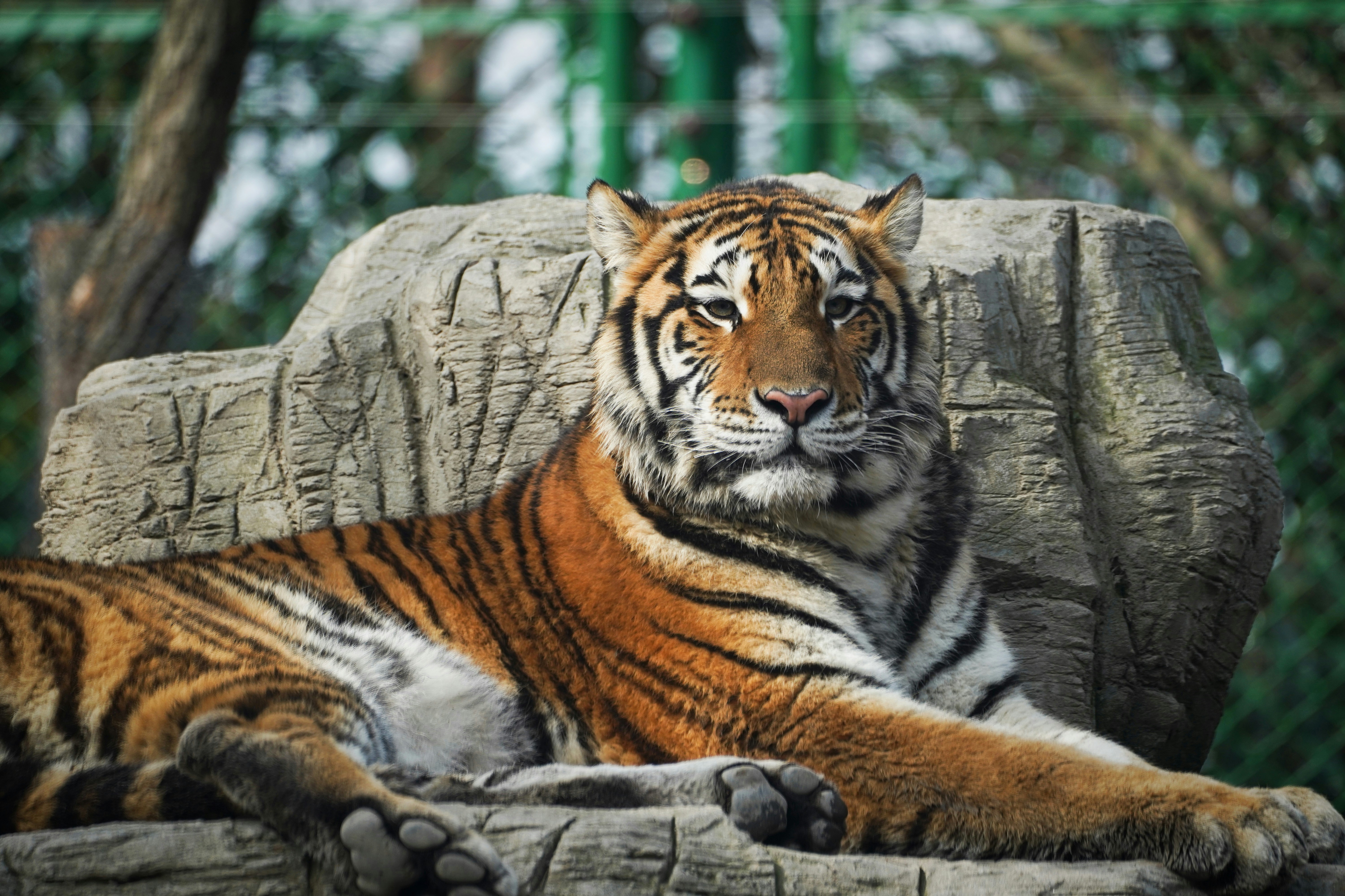 Tiger In Your Living Room Pictures | Download Free Images on Unsplash