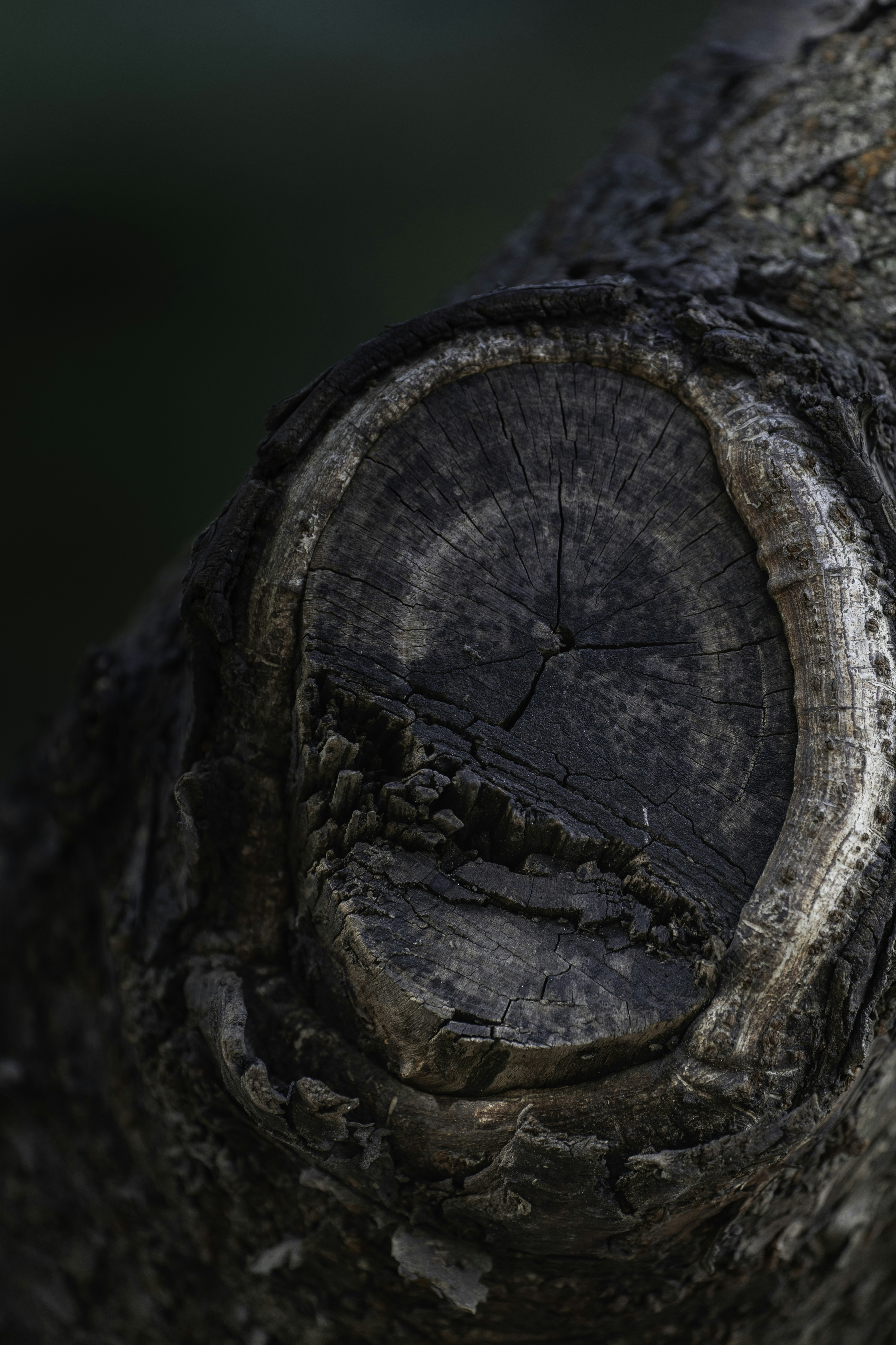 1000+ Dark Wood Texture Pictures | Download Free Images on Unsplash