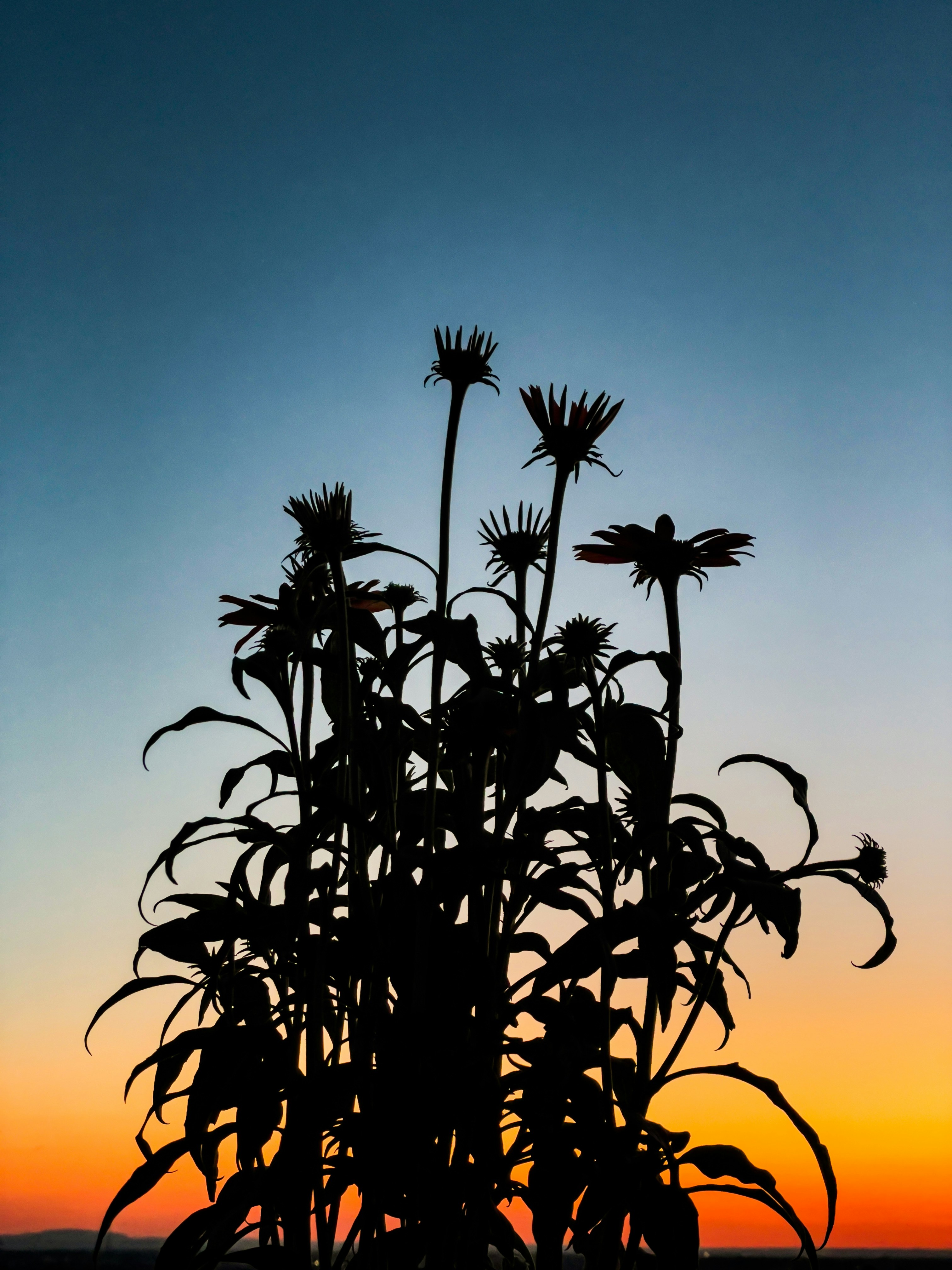 Silhouette Symphony: Tall Wildflowers Against a Dusk Gradient