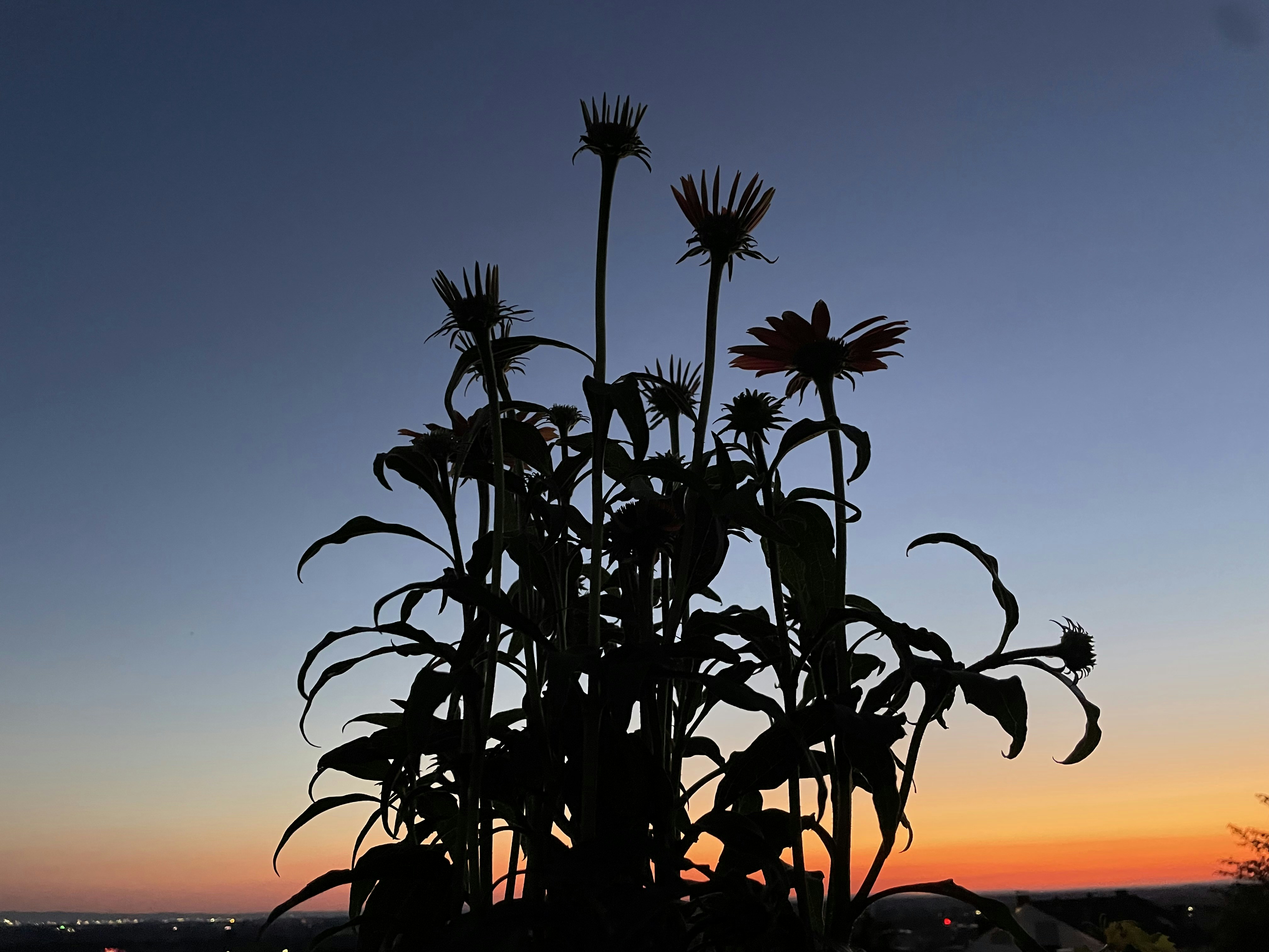 Coneflower Silhouettes at Dusk: A Quiet Horizon in Ember Light