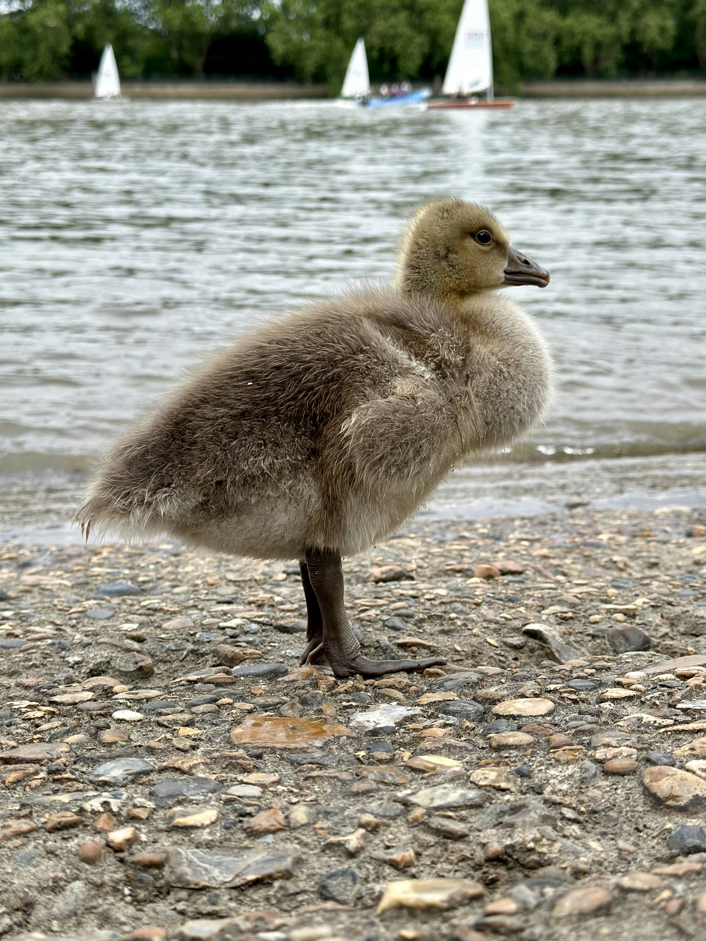 Pebble-Shore Gosling: A Quiet Moment with Distant Sailboats
