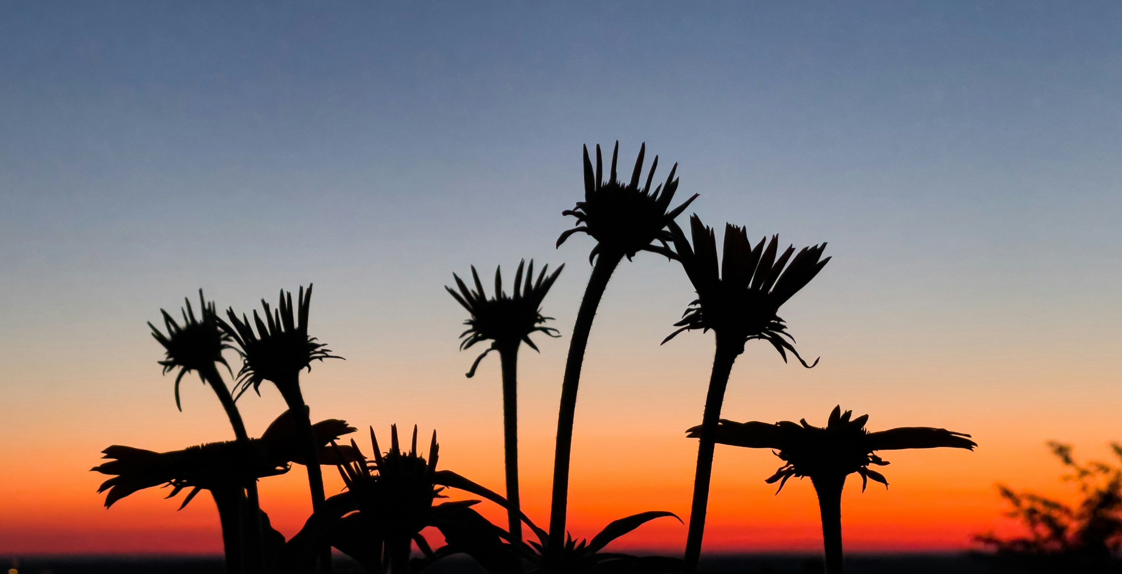 Palm Silhouettes at Coral Sunset