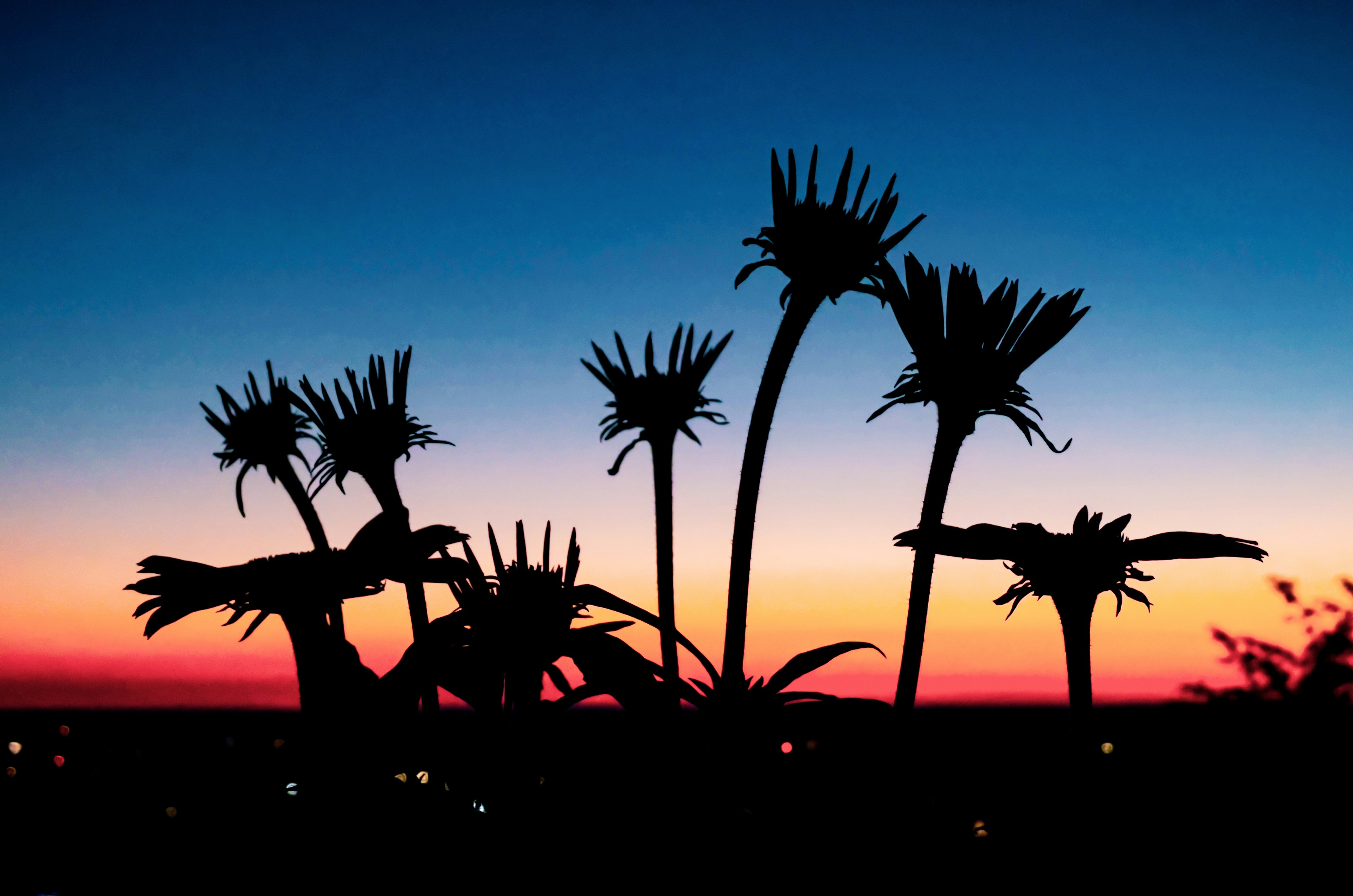 Silhouetted Palms at Dusk: Horizon Scape in Gradient Sky