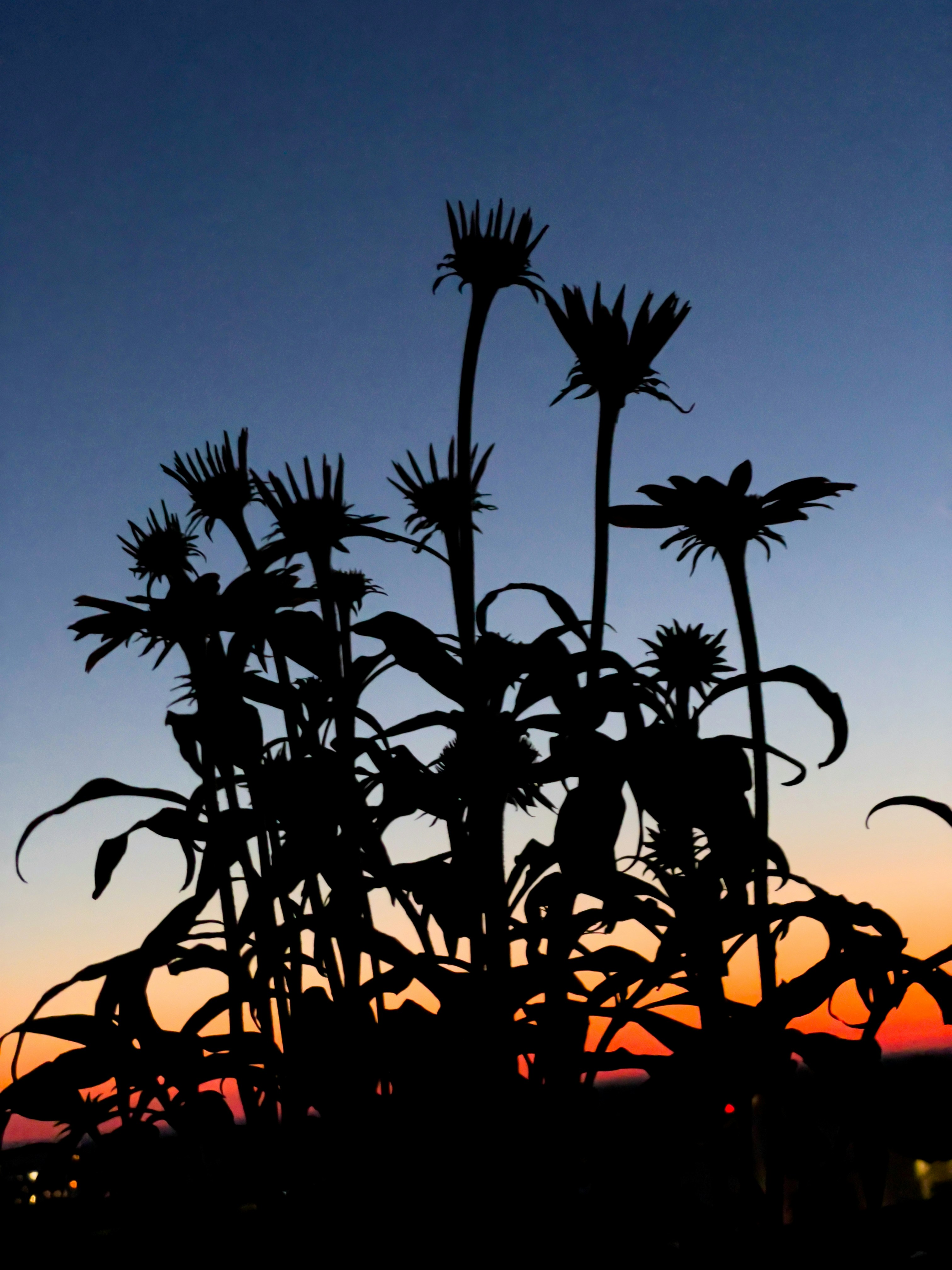 Silhouette Spark: Dusk Bloom Against the Horizon