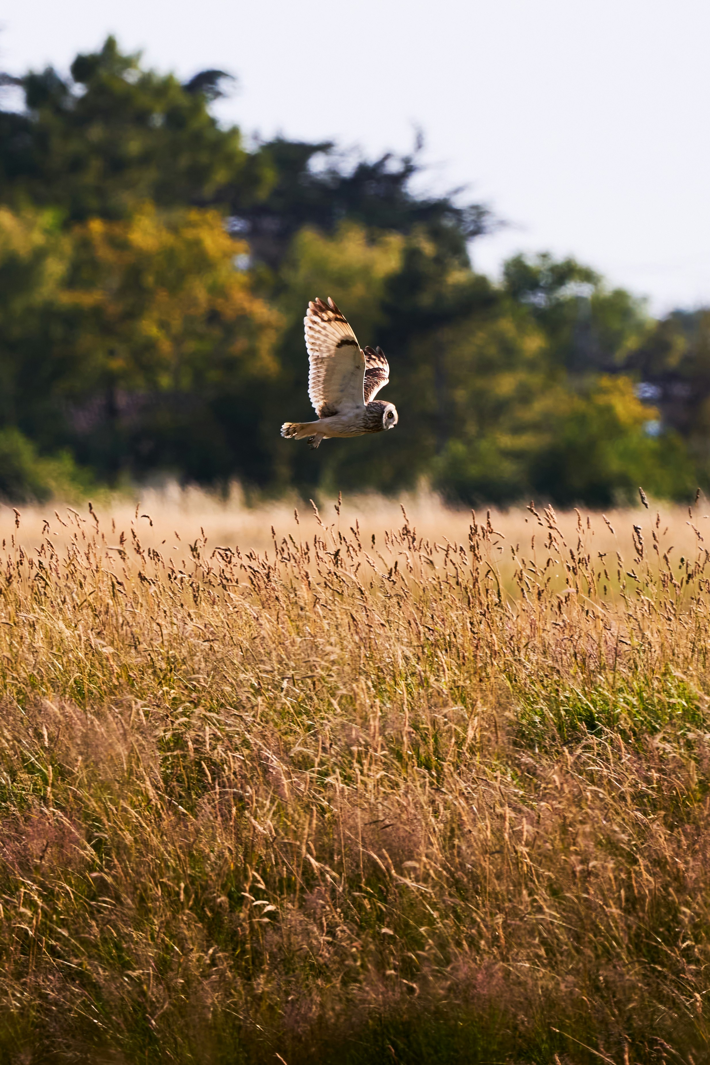 Un oiseau survolant un champ d’herbes hautes photo – Image gratuite de ...
