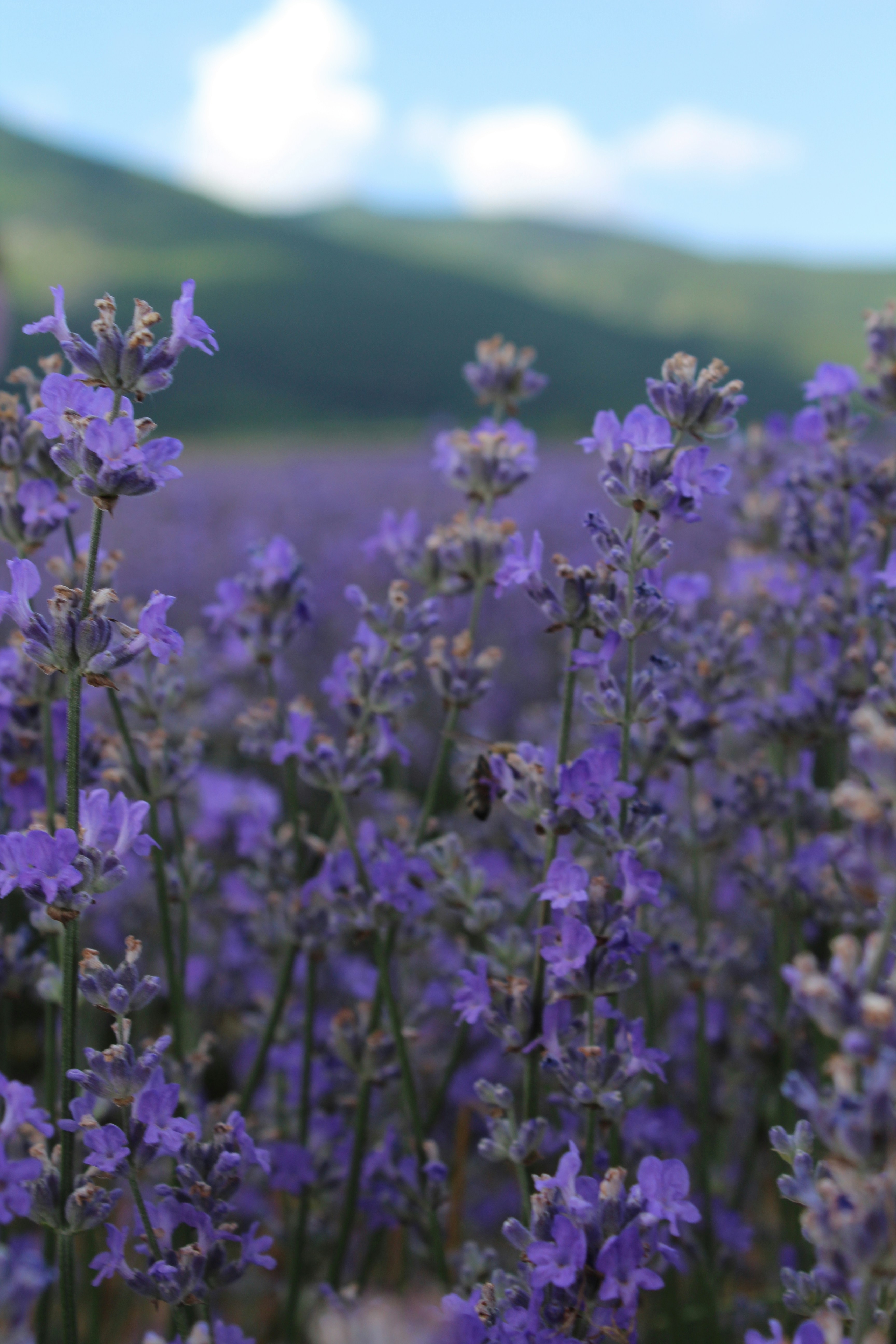 Photo by Yana Chuchuranova with Canon EOS 1200D